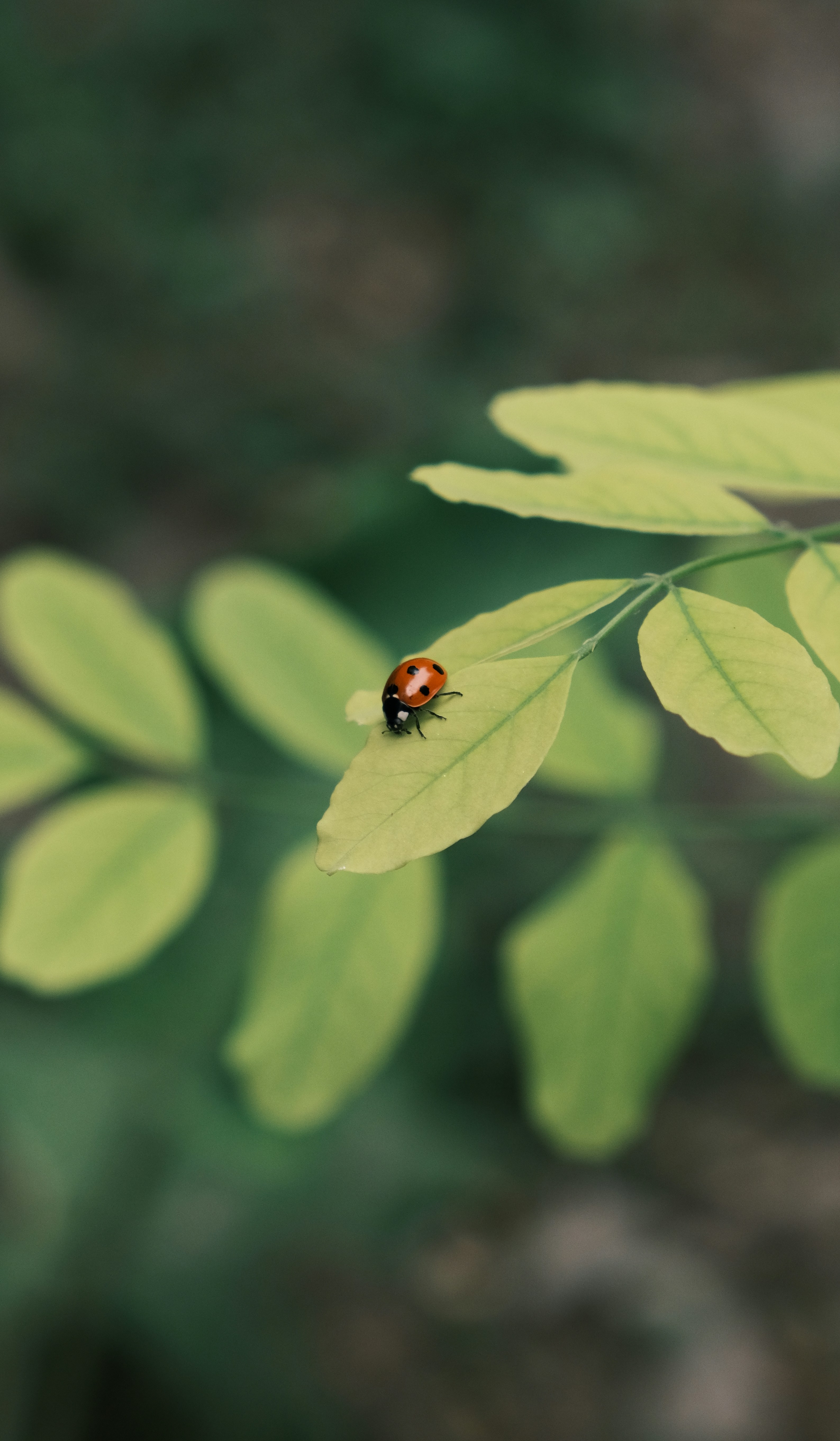 Crimson Ladybug on a Tender Leaf, Framed by Gentle Bokeh
