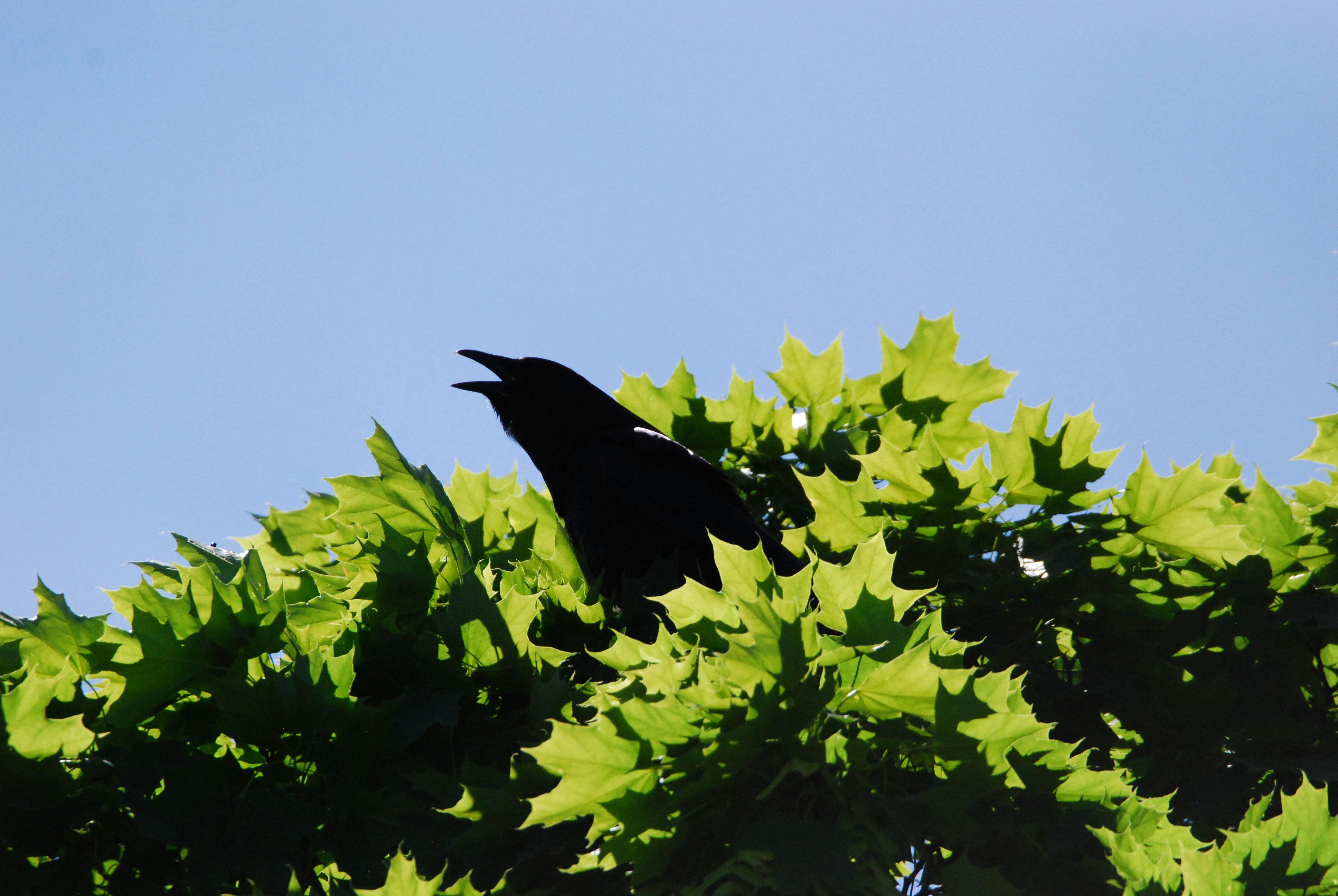 Silhouette of a crow perched among vibrant green leaves against a clear blue sky.
