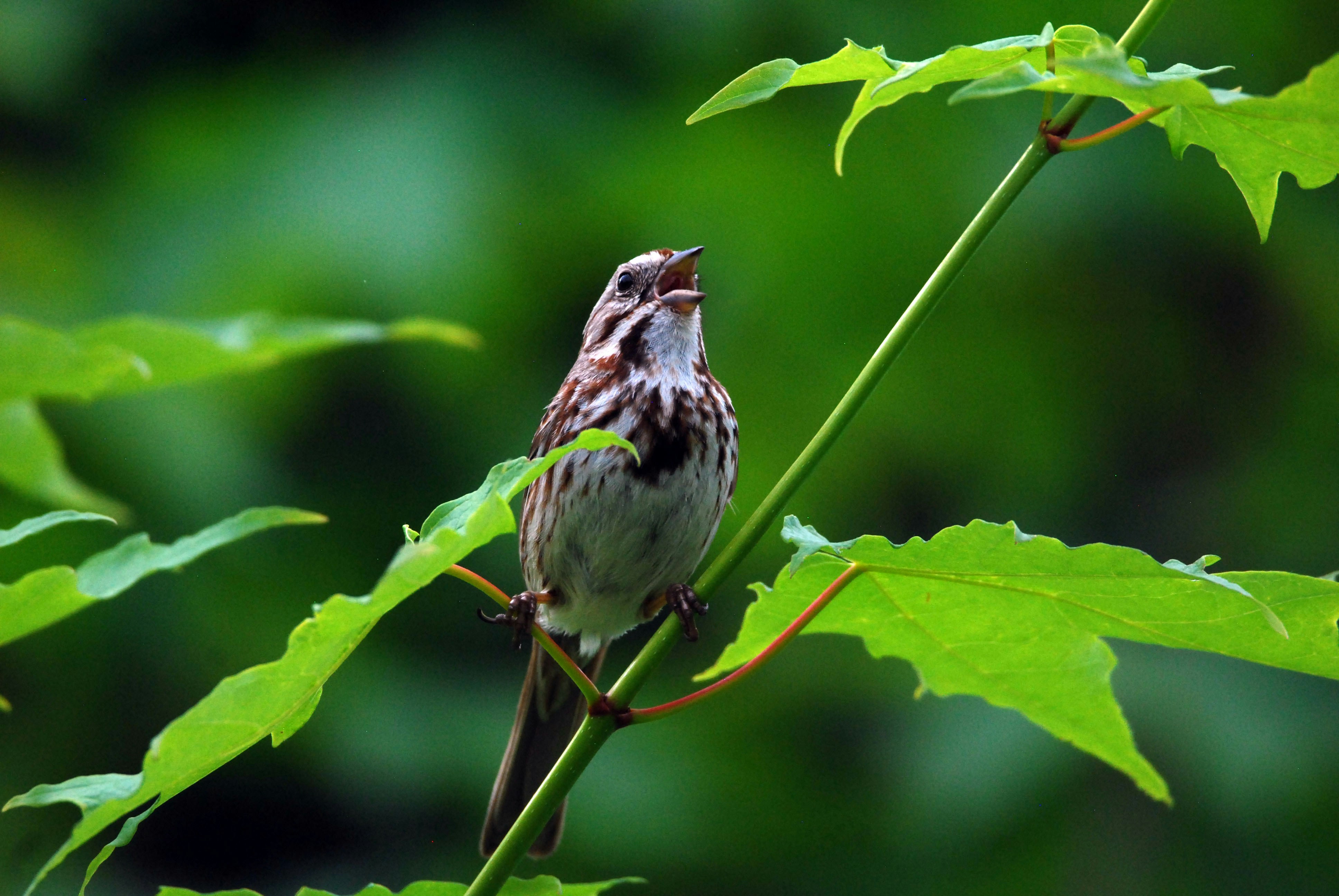 Songbird on a Green Vein: A Quiet Moment Among Leaves