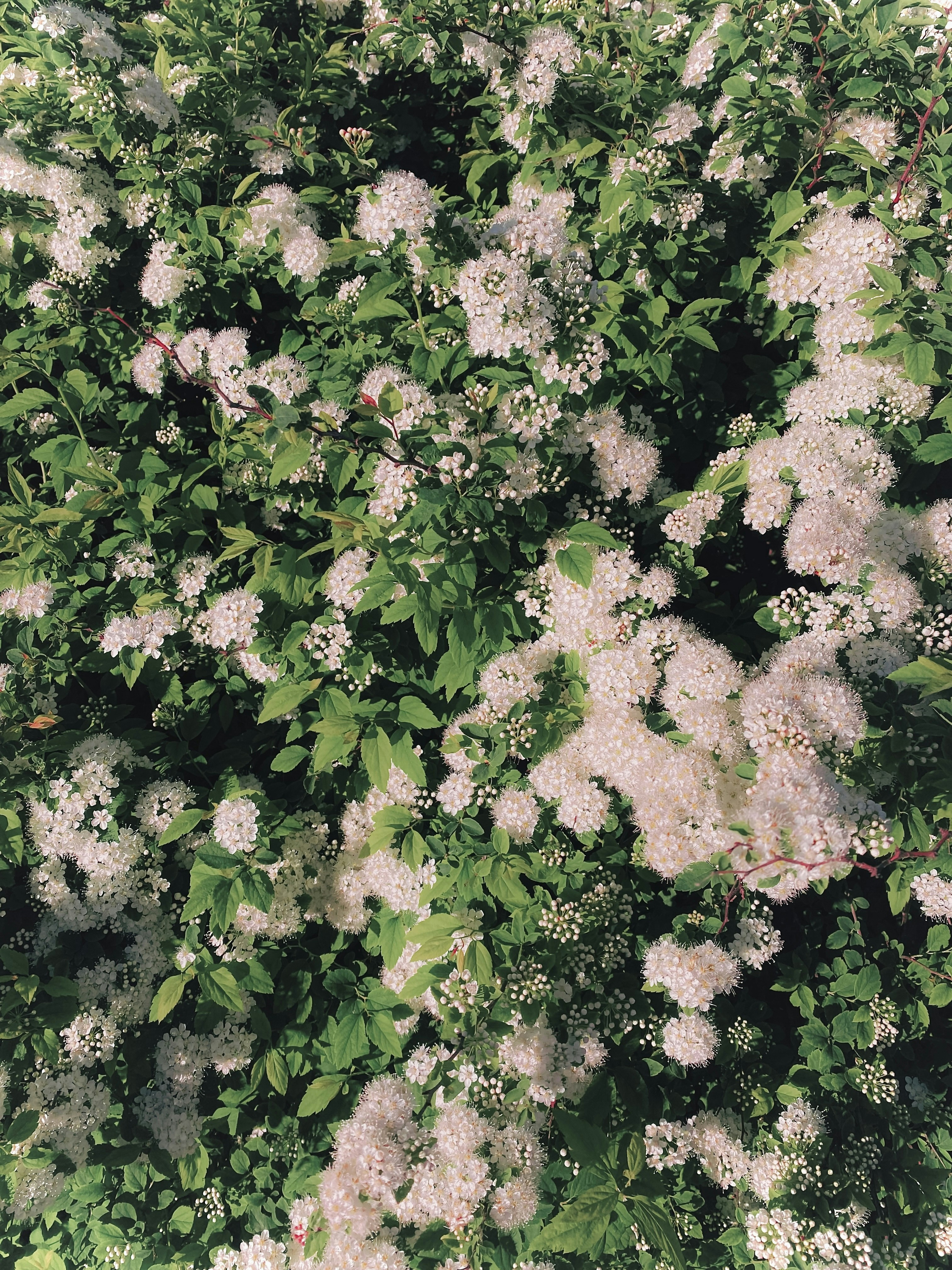 Petal Clouds Over Green: A Close-Up of Spiraea Blossoms