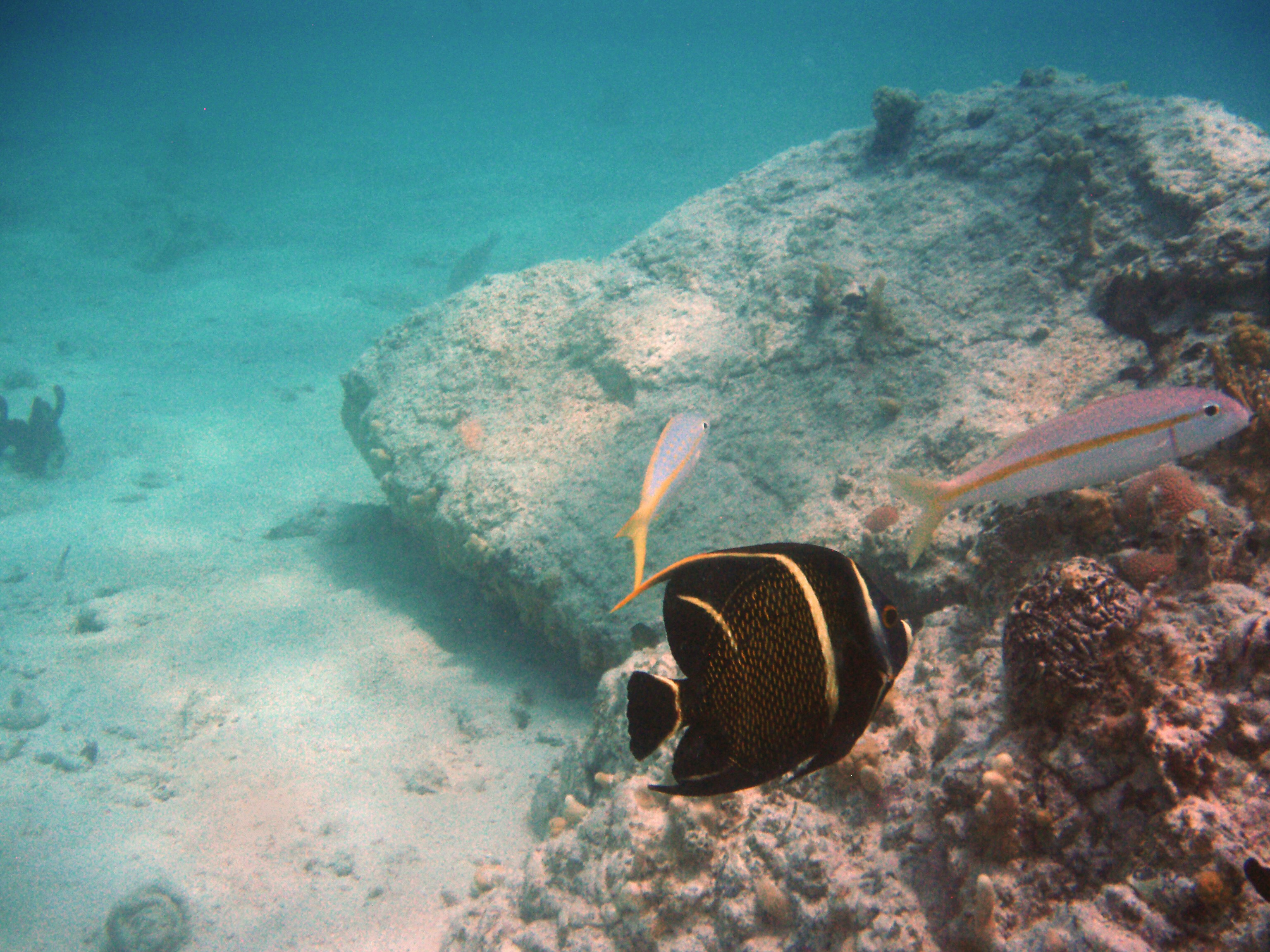 Reef Ballet: A Black Angelfish Among Coral Valleys