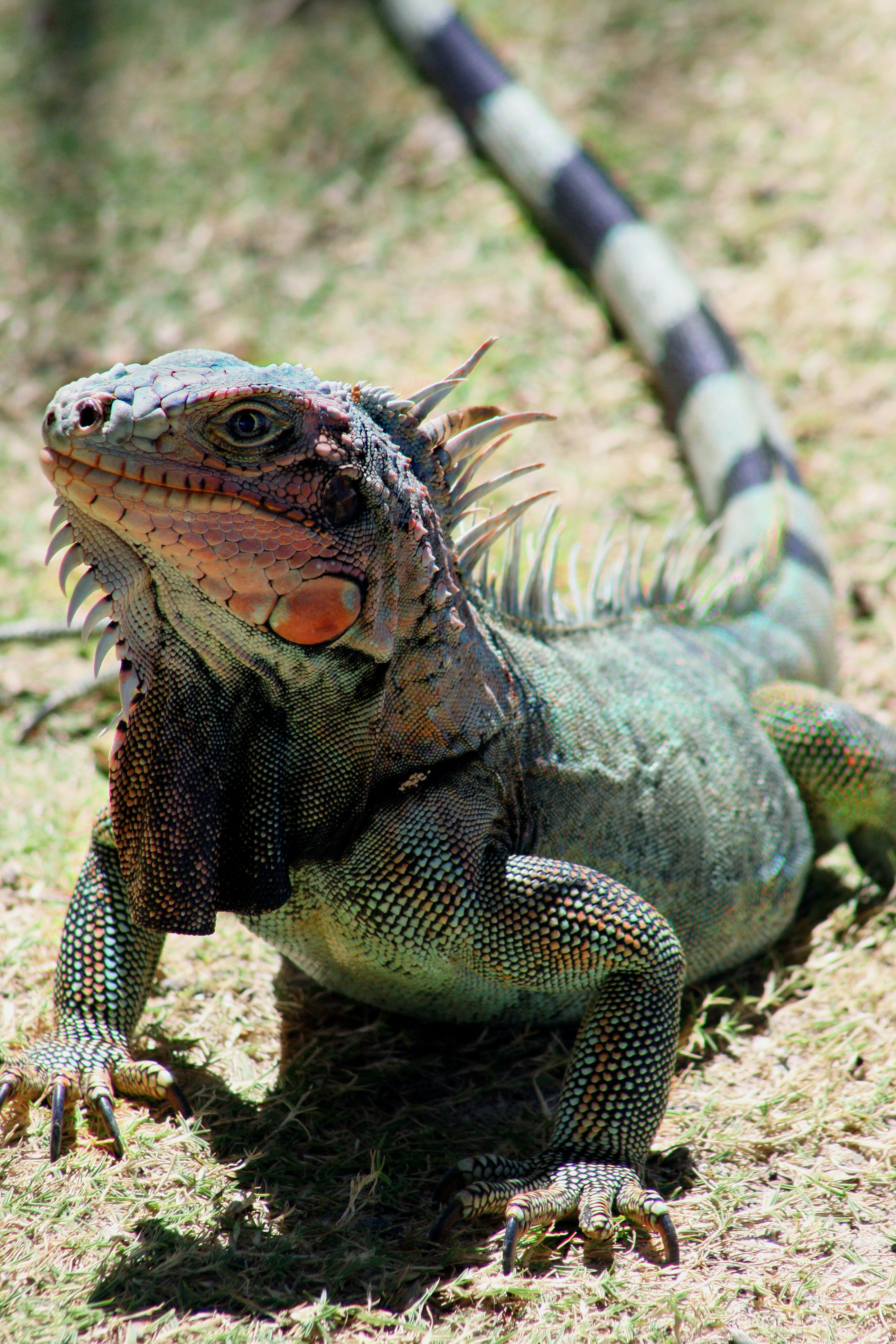 An iguana. | a large lizard sitting on top of a grass covered field