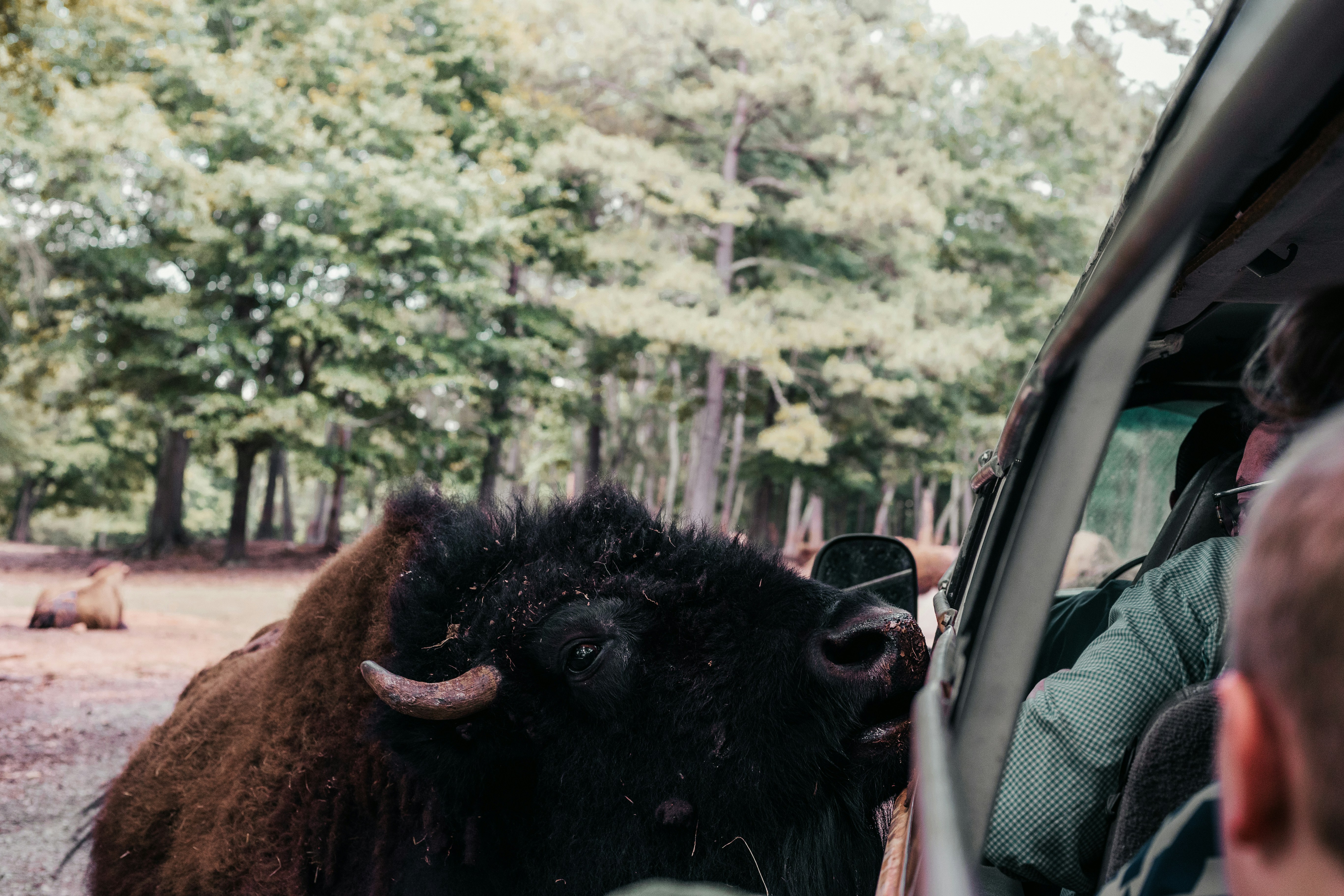 Nose-to-Window Encounter: A Bison's Curious Proximity