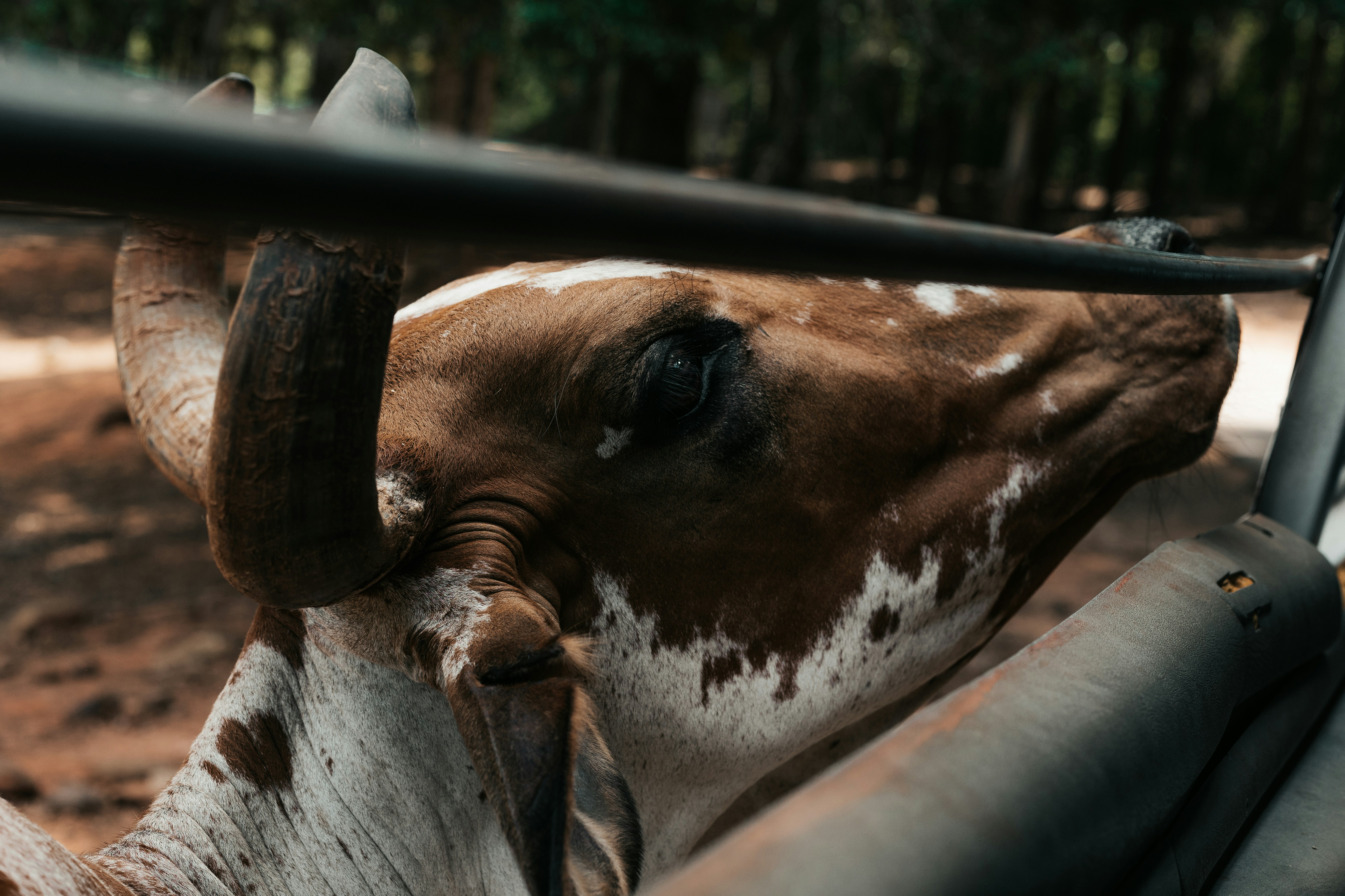 Gaze Through the Rails: Close-Up of a Cow Behind the Fence