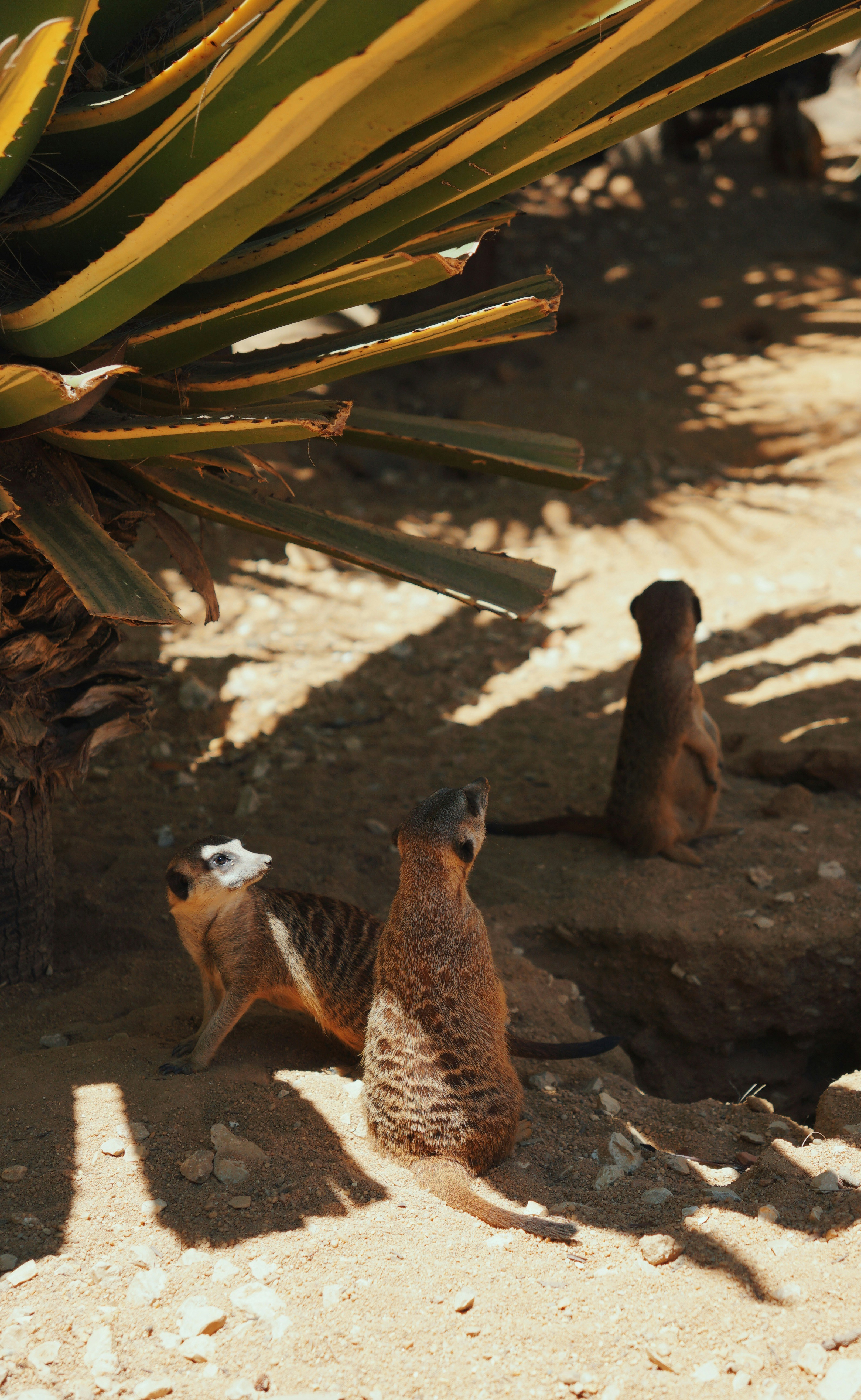 Vigil Under Spiky Shade: Meerkats in Dappled Desert Light