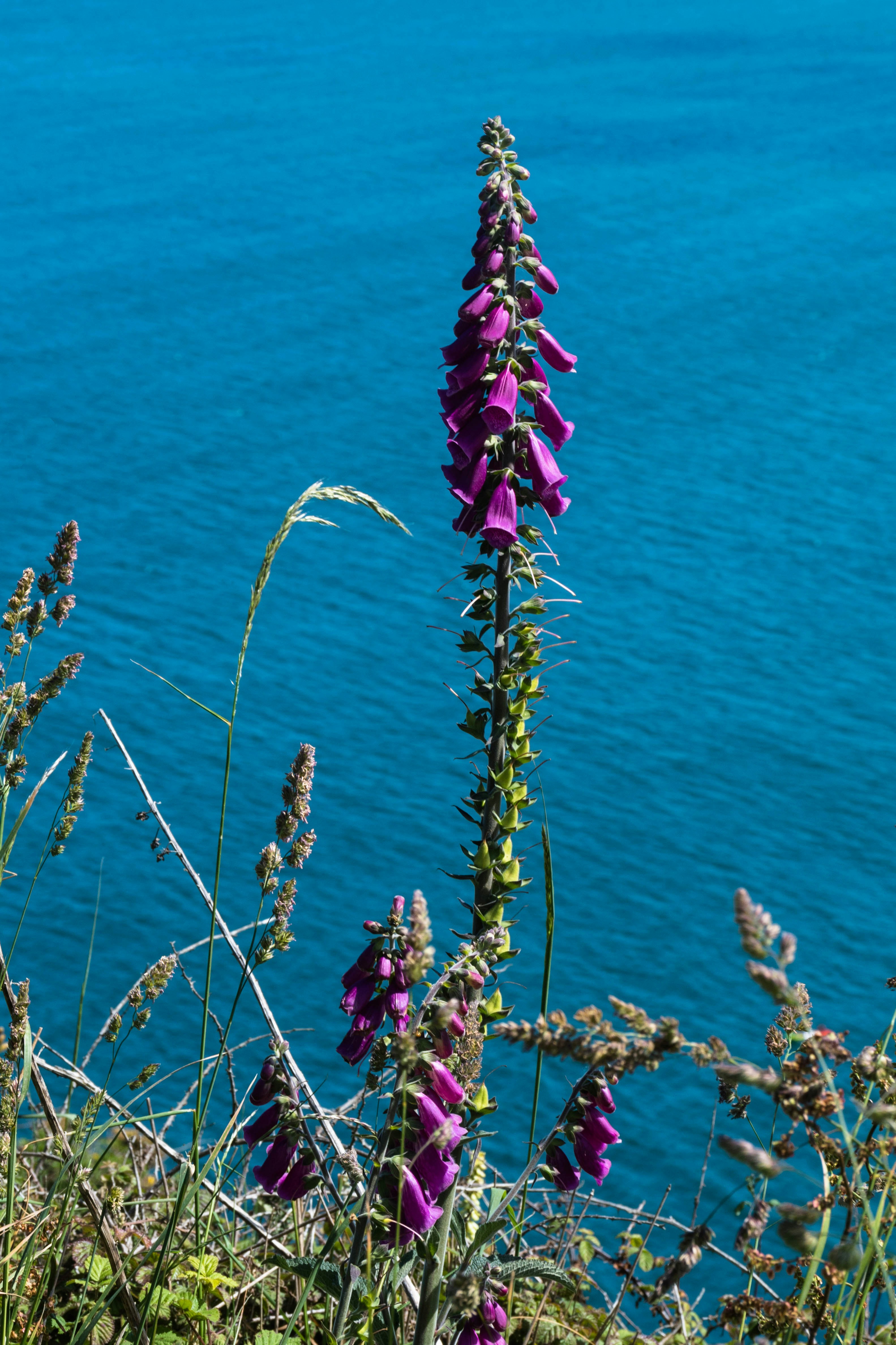 Purple foxglove against a Mediterranean blue sea