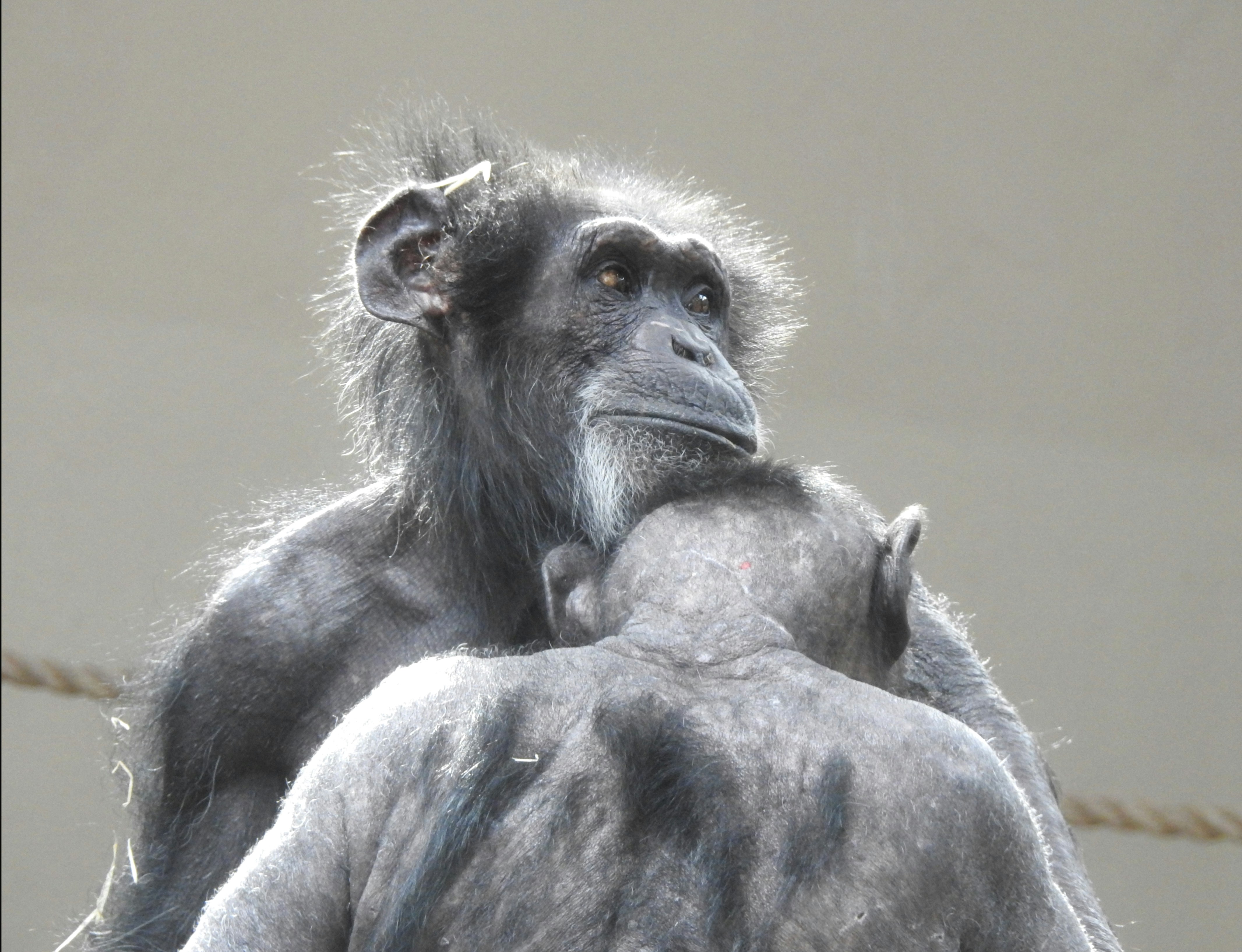 Two chimpanzees sharing a tender moment, with one resting its head on the other's shoulder. Their expressions convey a deep bond.