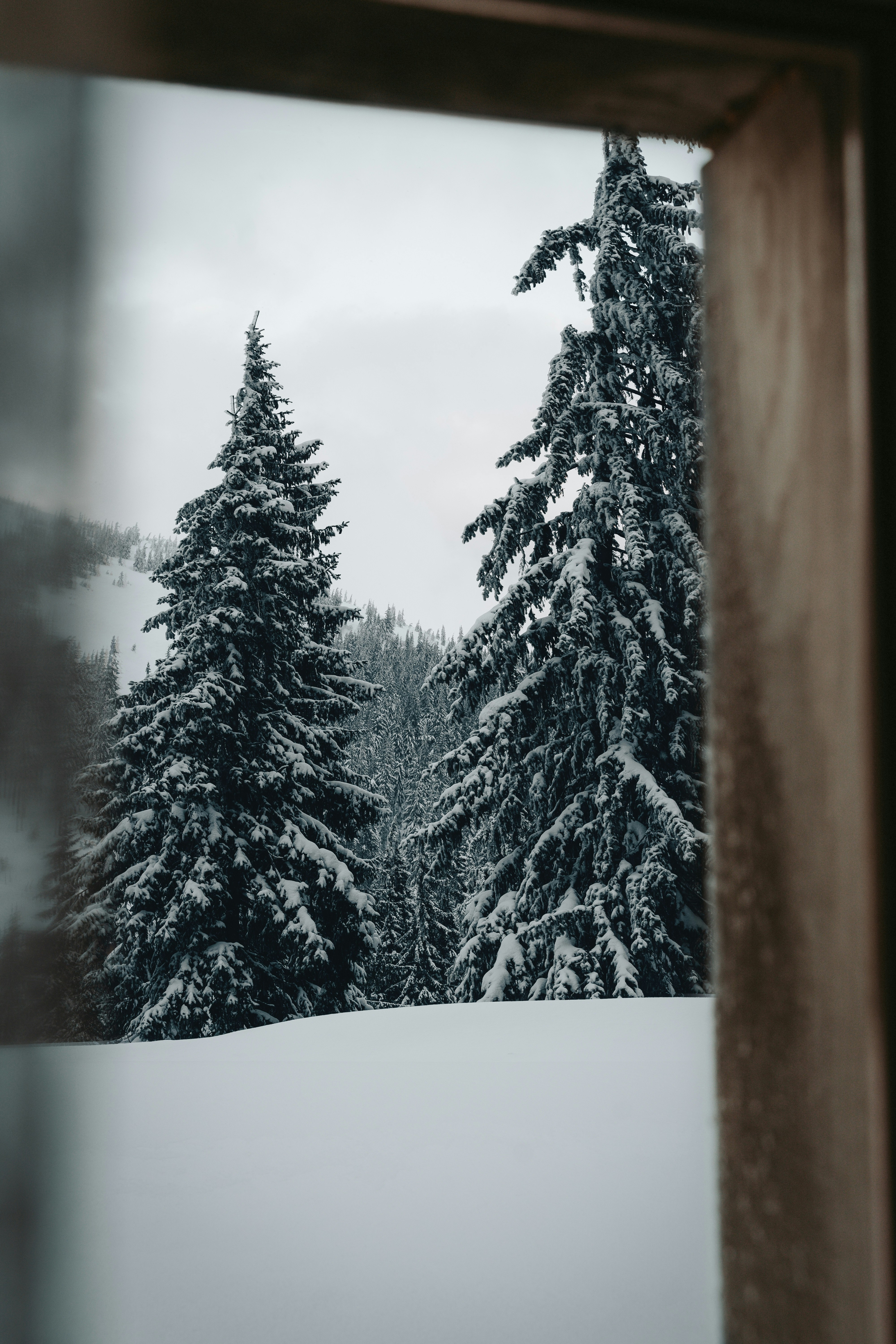 A view of a snowy forest through a window photo – Free Ukraine Image on ...