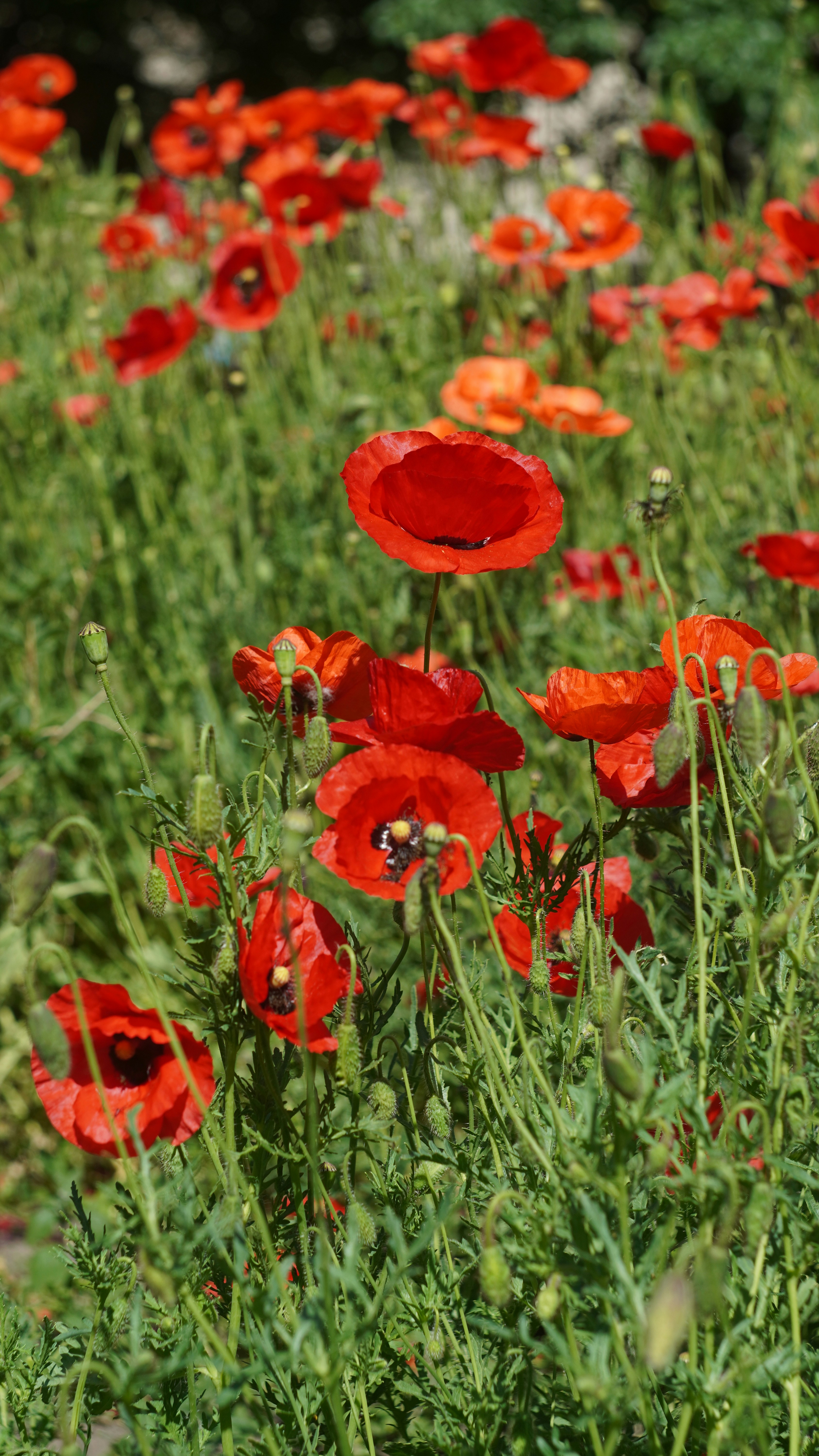 Un champ plein de fleurs rouges et d’herbe verte photo – Photo Plante ...