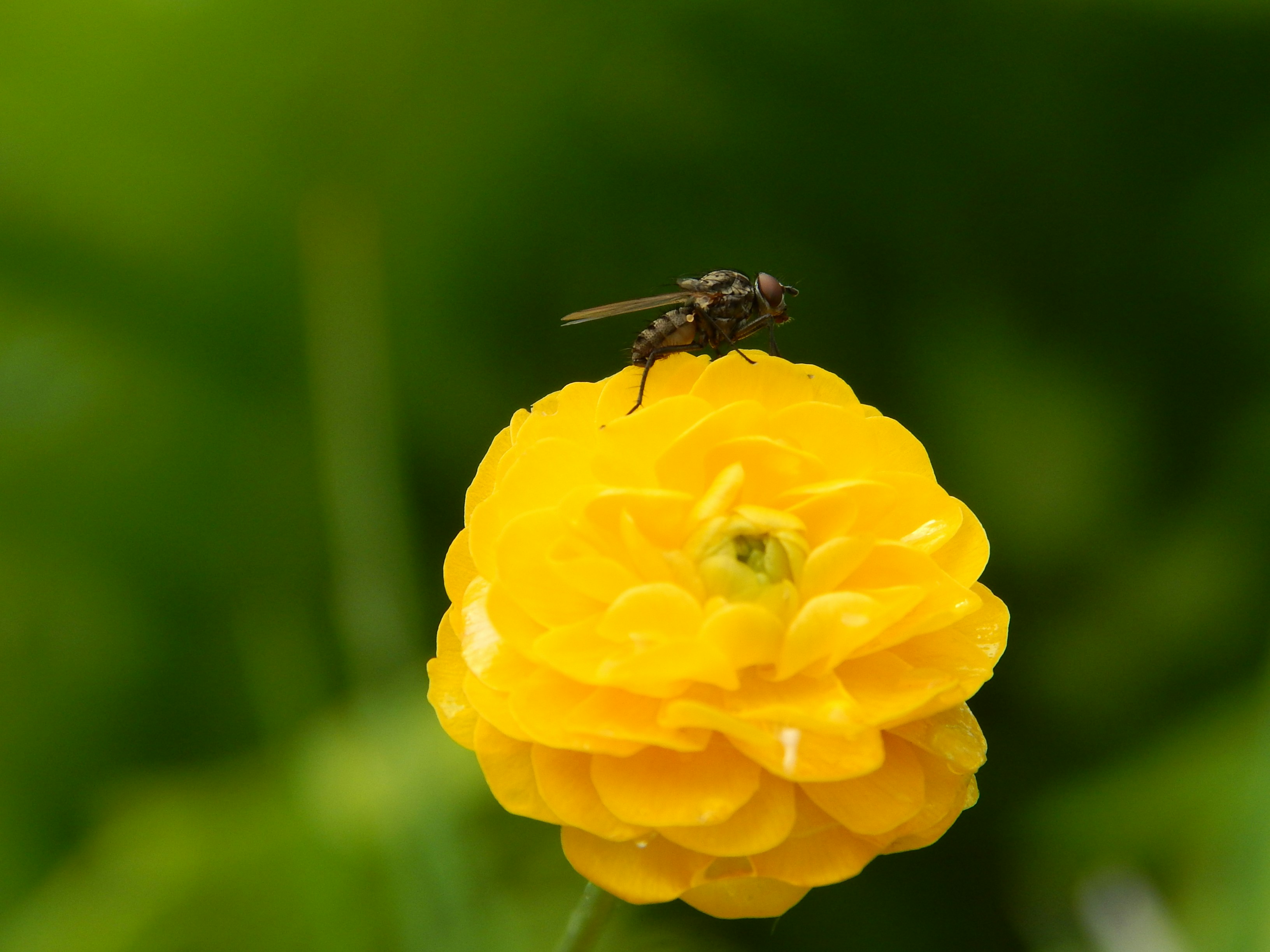a fly sitting on top of a yellow flower