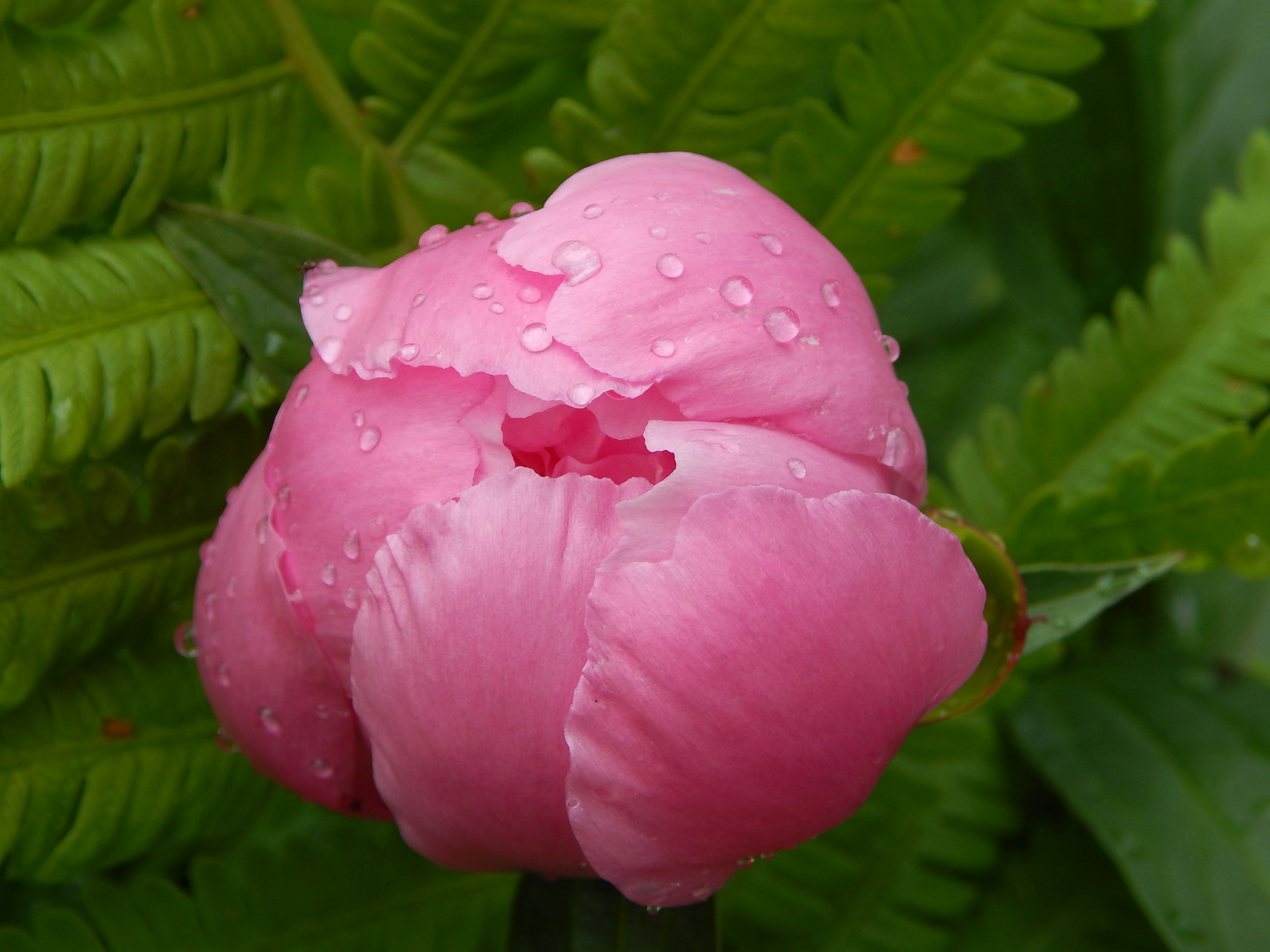 Rain-Dew on a Pink Peony Bud in Verdant Foliage