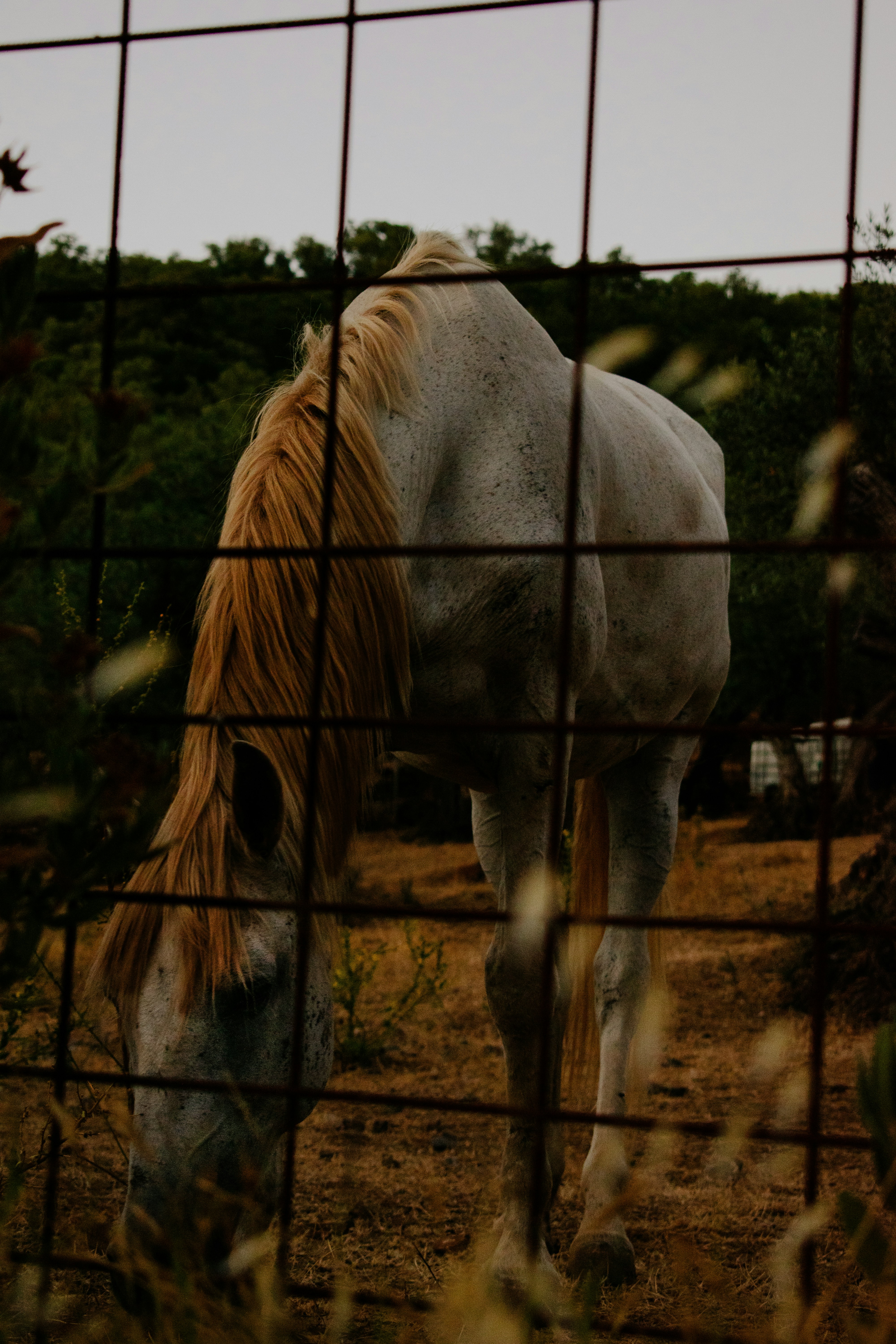 Whispers of the Past: A Horse's Solitude
