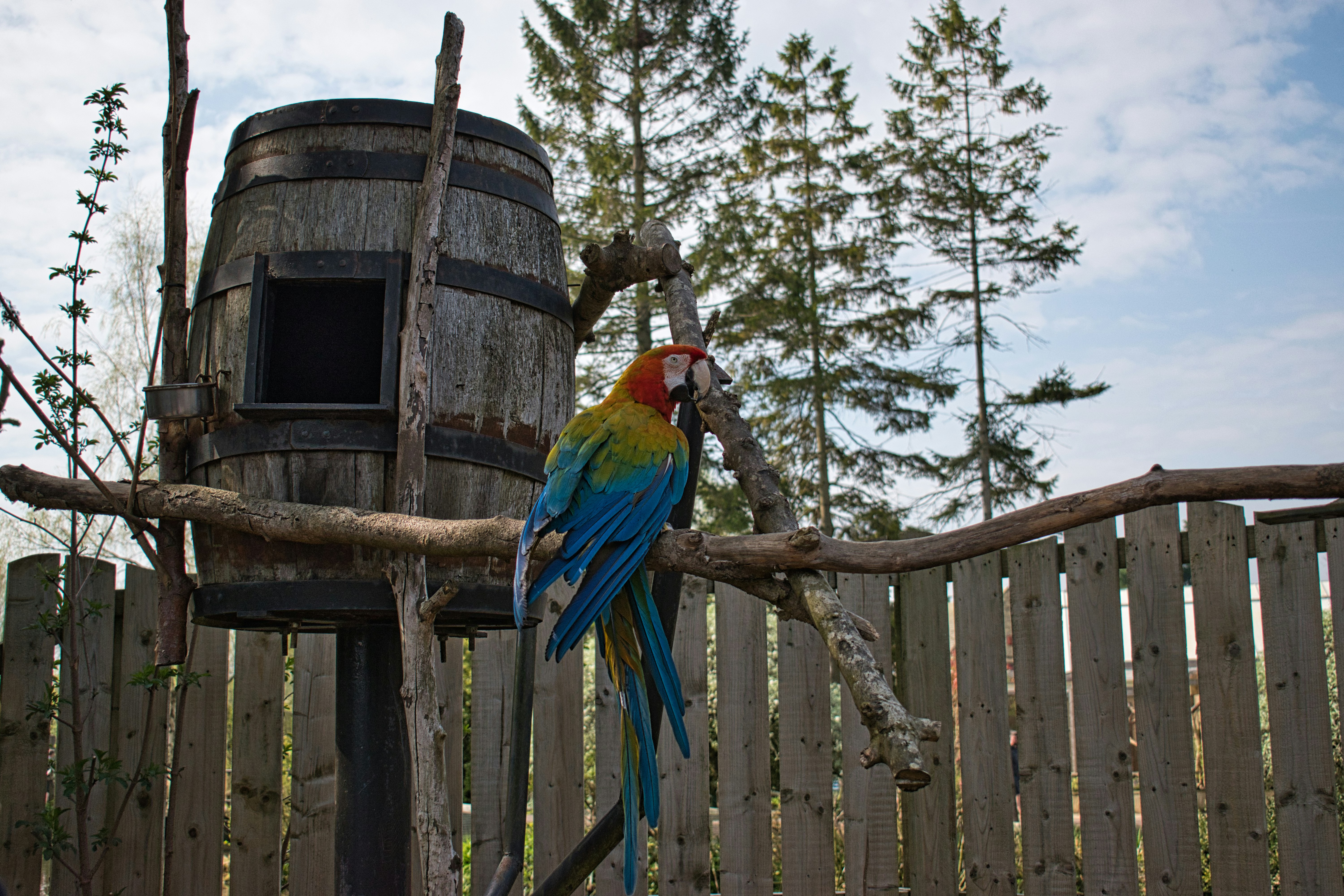 a bird on a bird feeder