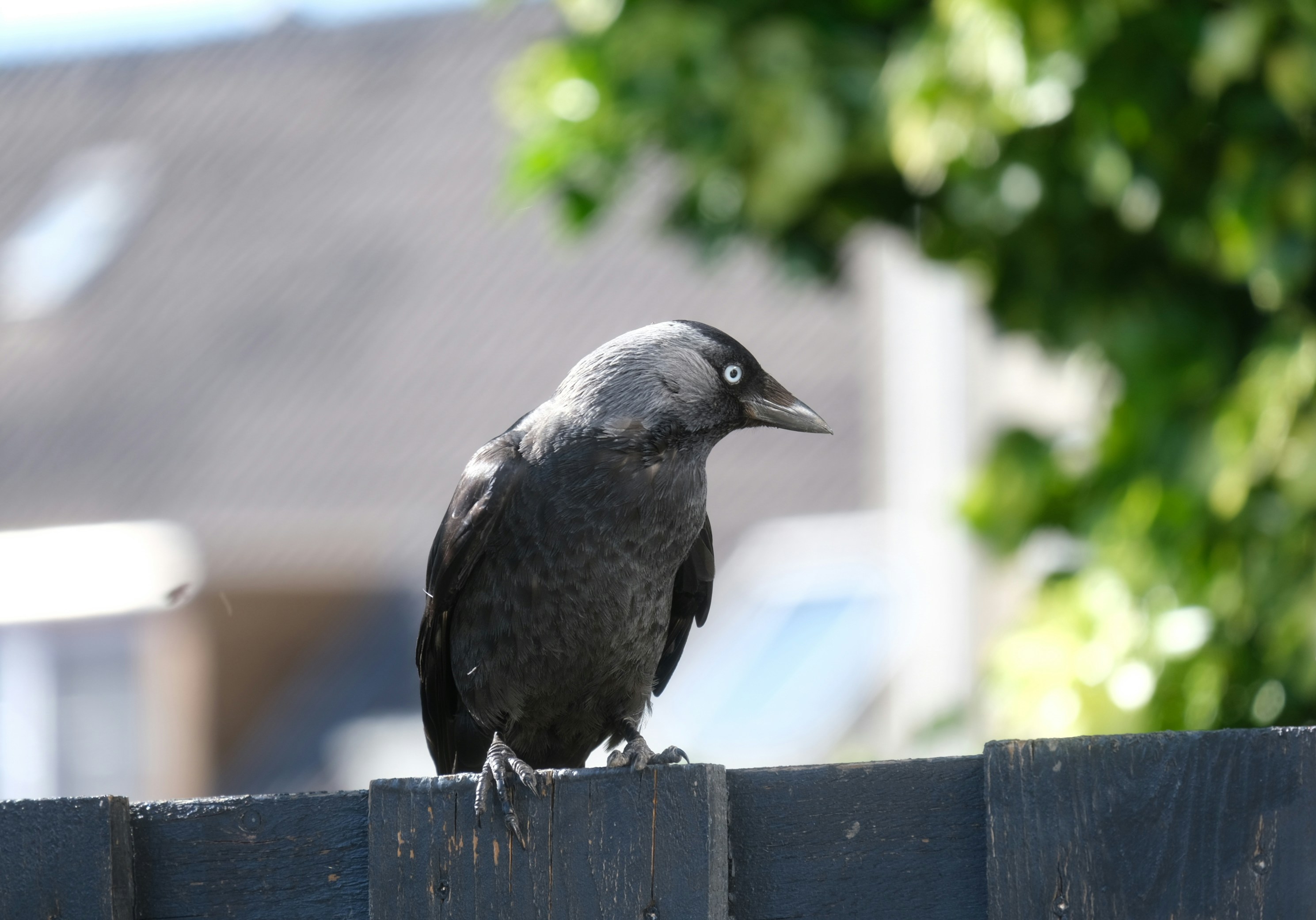 Perched in Profile: A glossy black bird surveys a sunlit suburban fence.