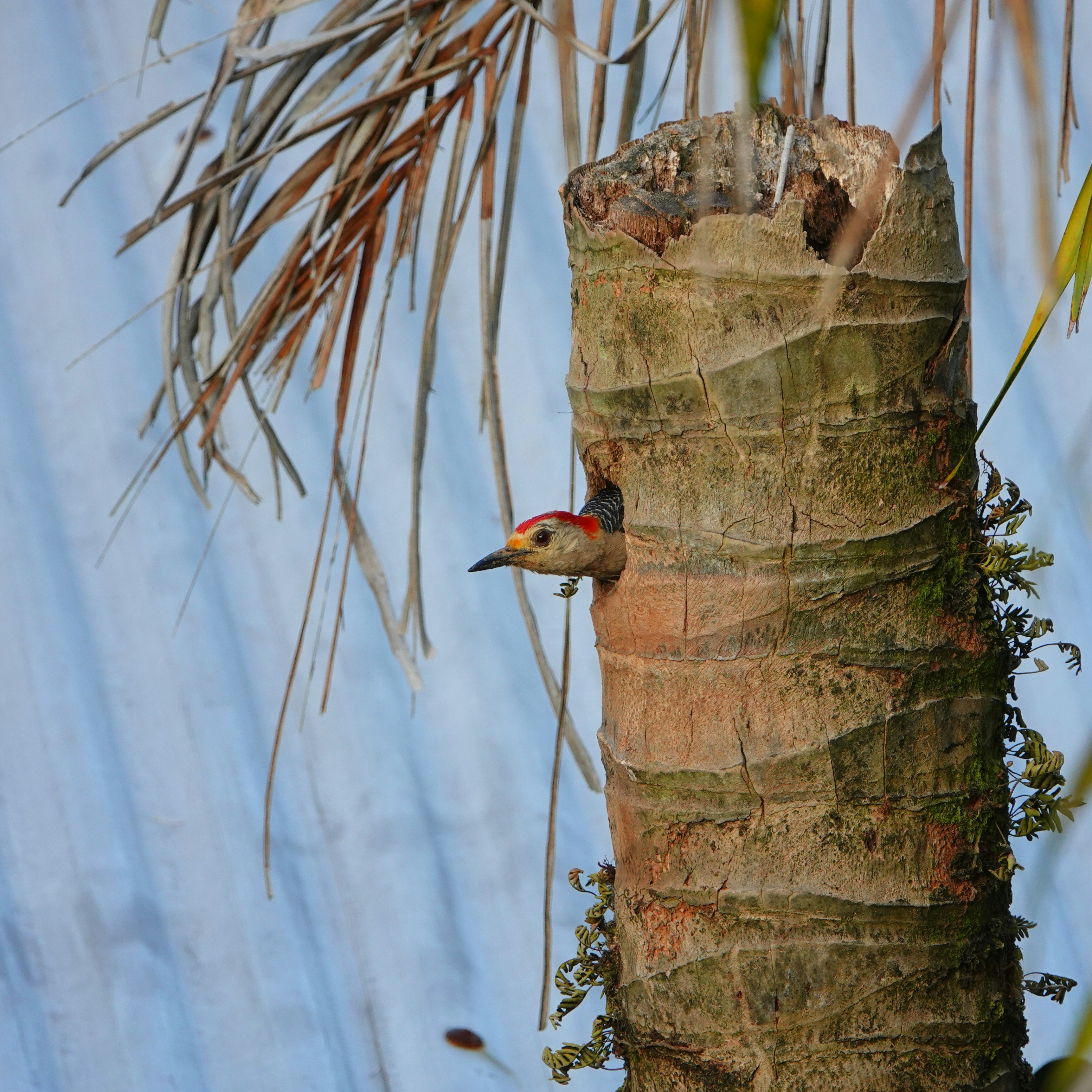 Red-crowned Woodpecker Probes a Weathered Palm Trunk