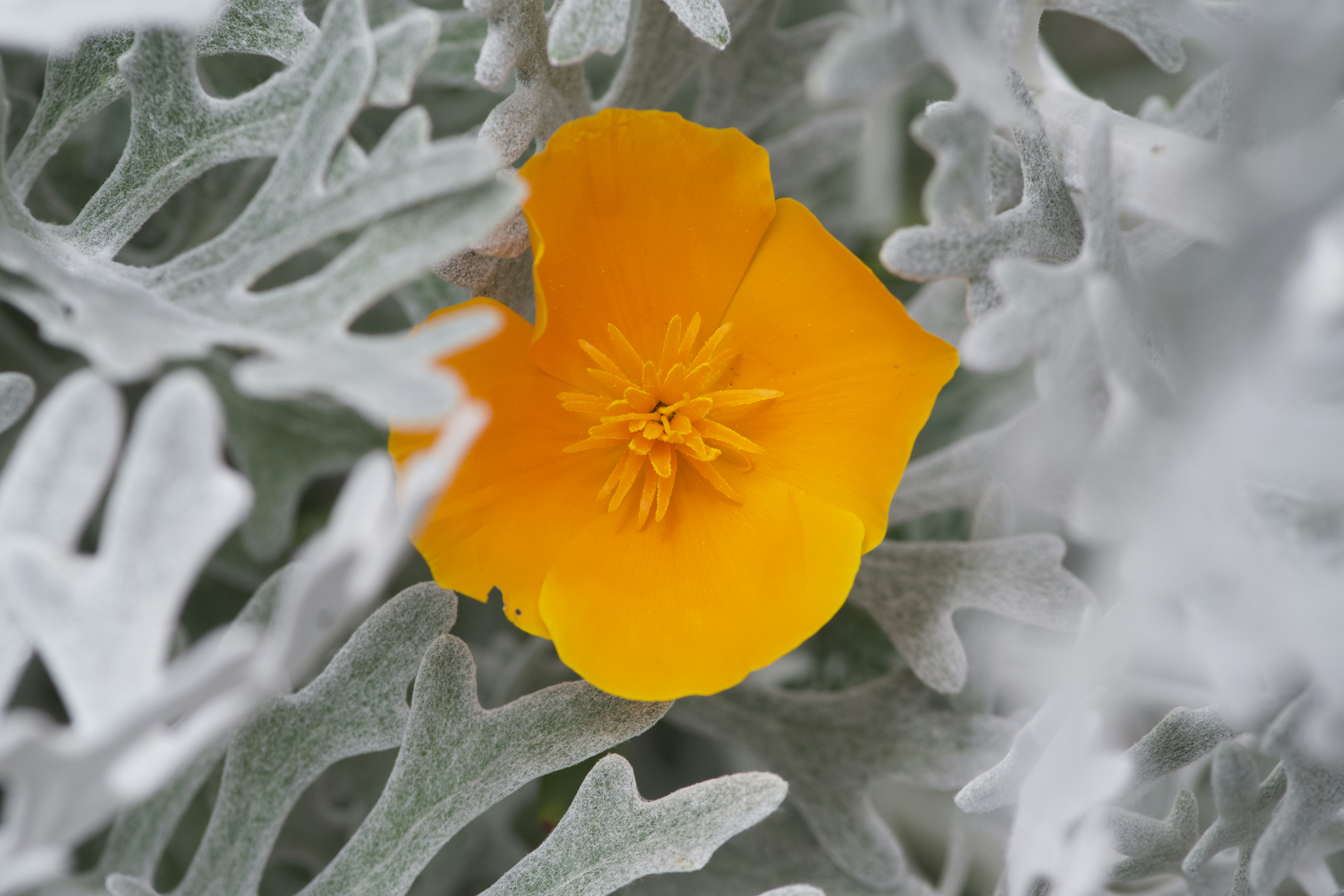california poppy, but looks like a clown fish in the reefs