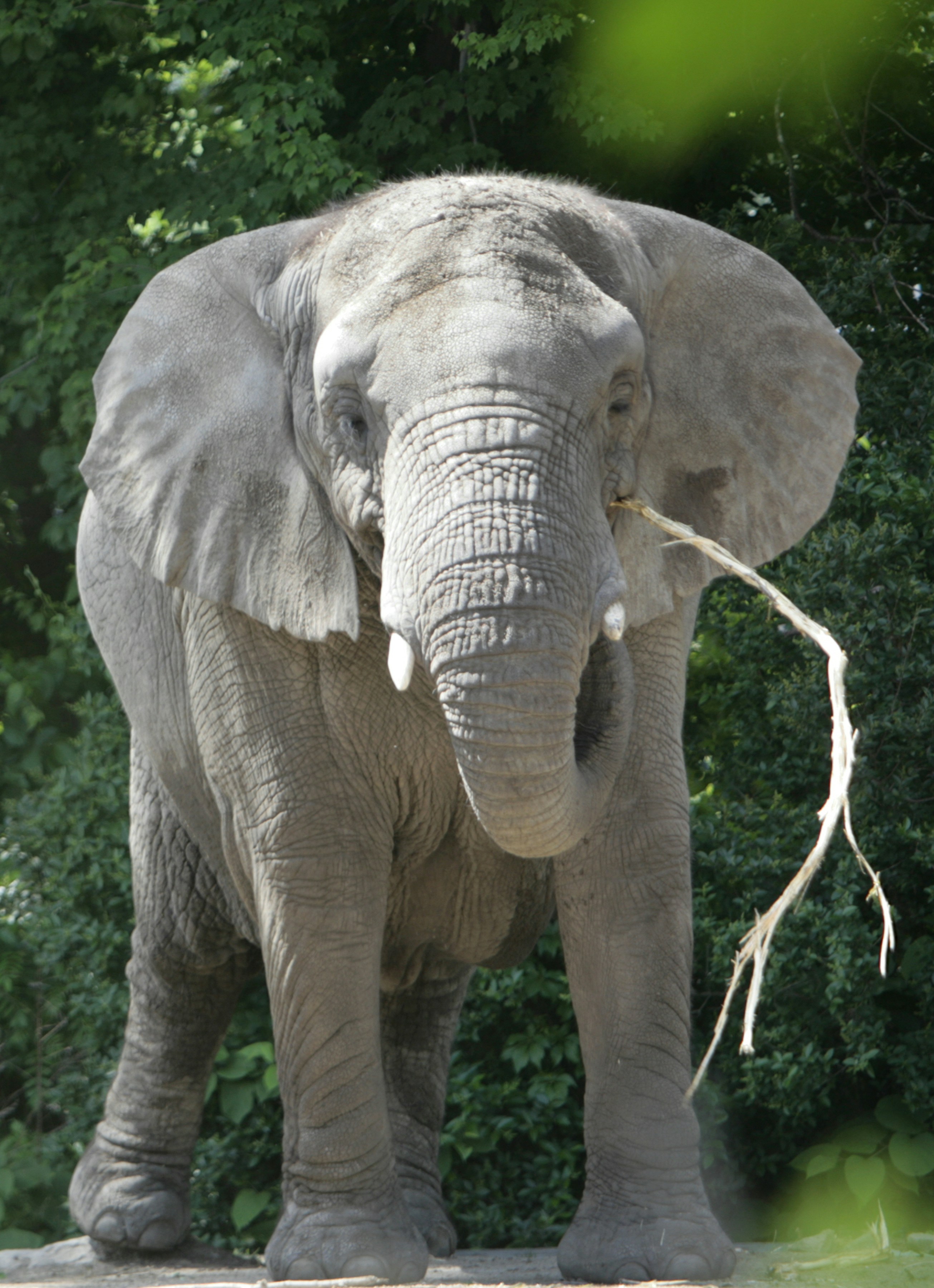 An elephant stands prominently, grasping a branch with its trunk, surrounded by lush greenery.