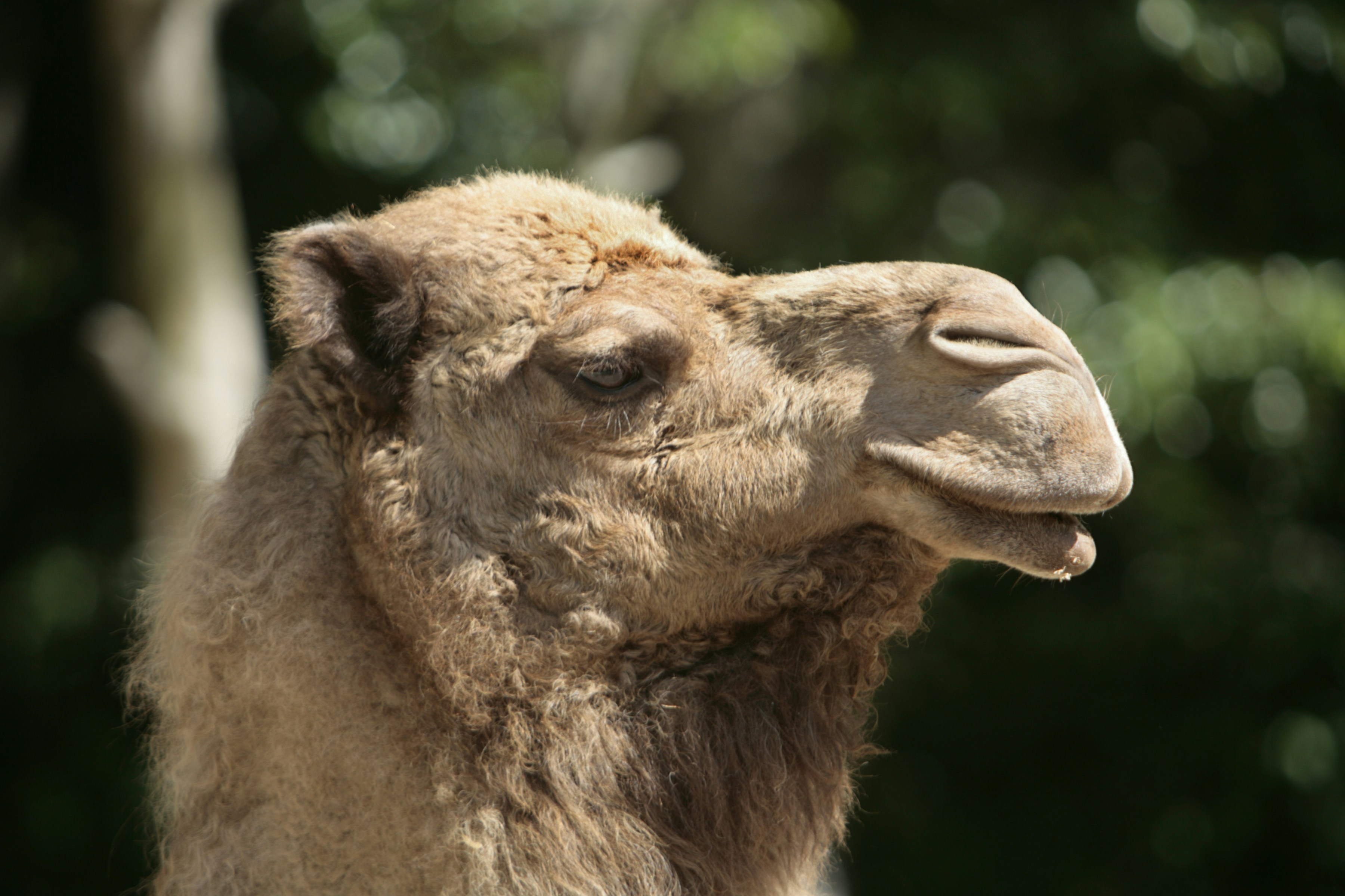 Camel Toe Public Scroller Pictures | Download Free Images on Unsplash