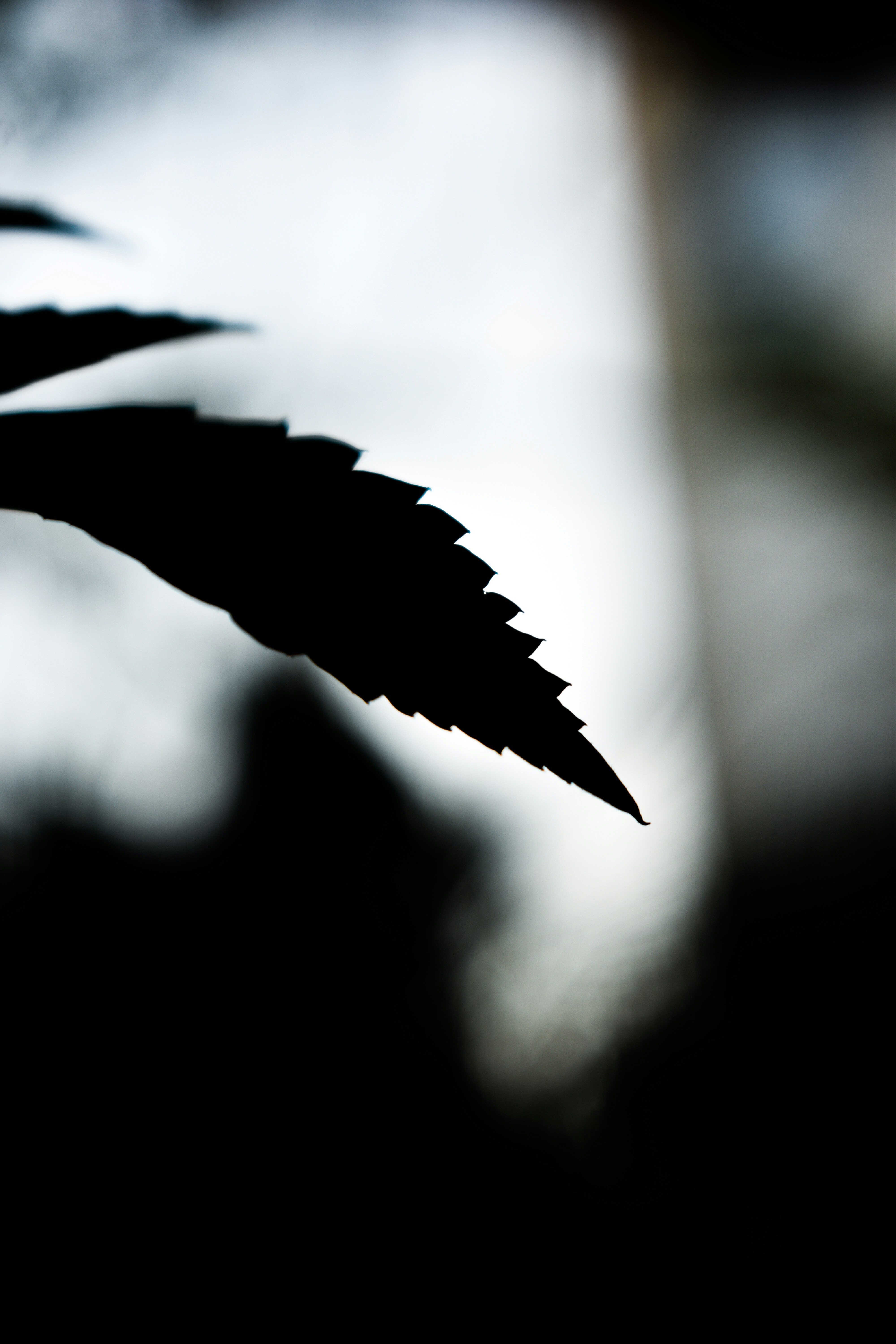 a close up of a feather