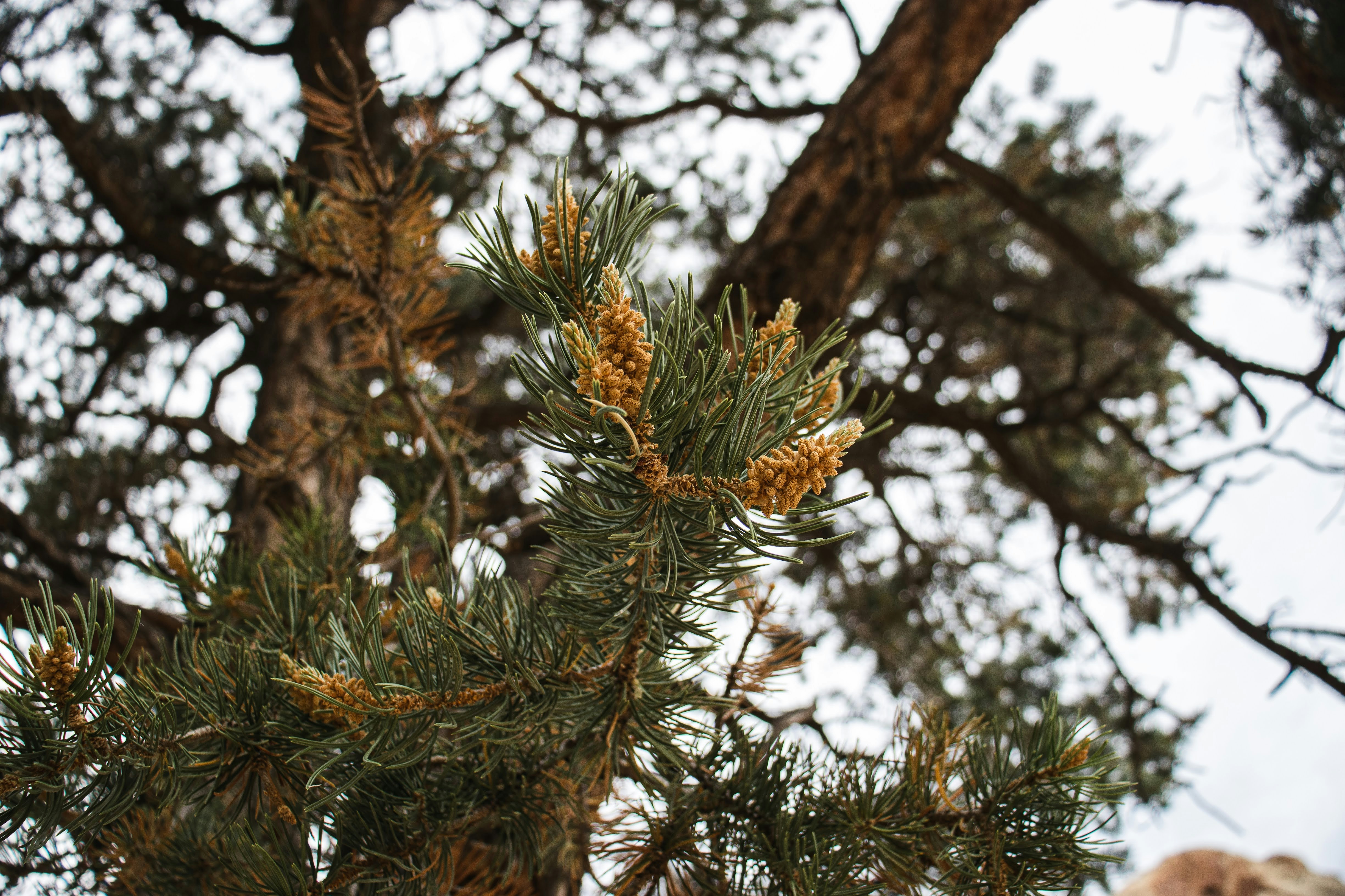 Amber Cones Among Green Needles: A Quiet Pine Moment