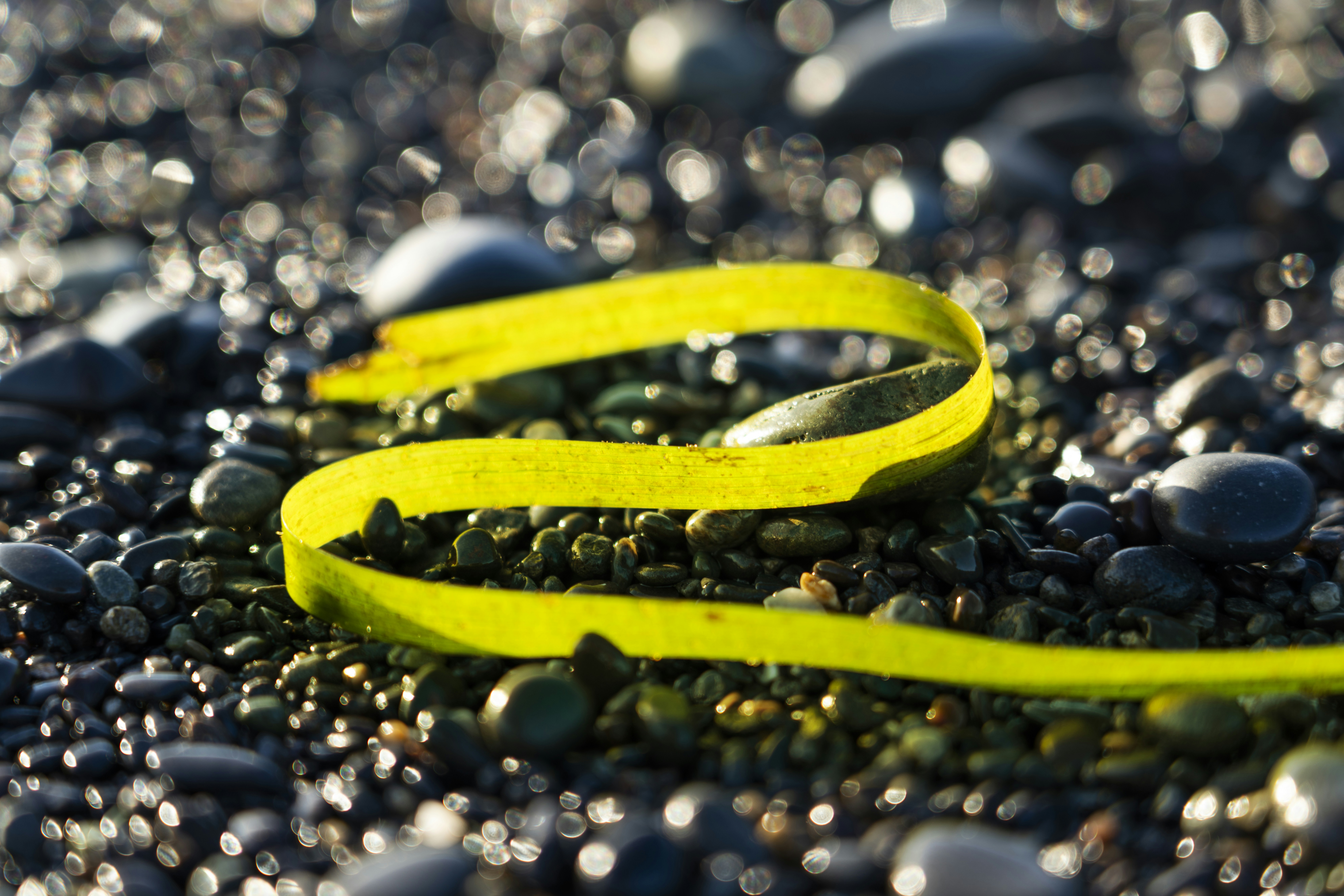 Bright green seaweed lying on wet pebbles, illuminated by warm sunset light.