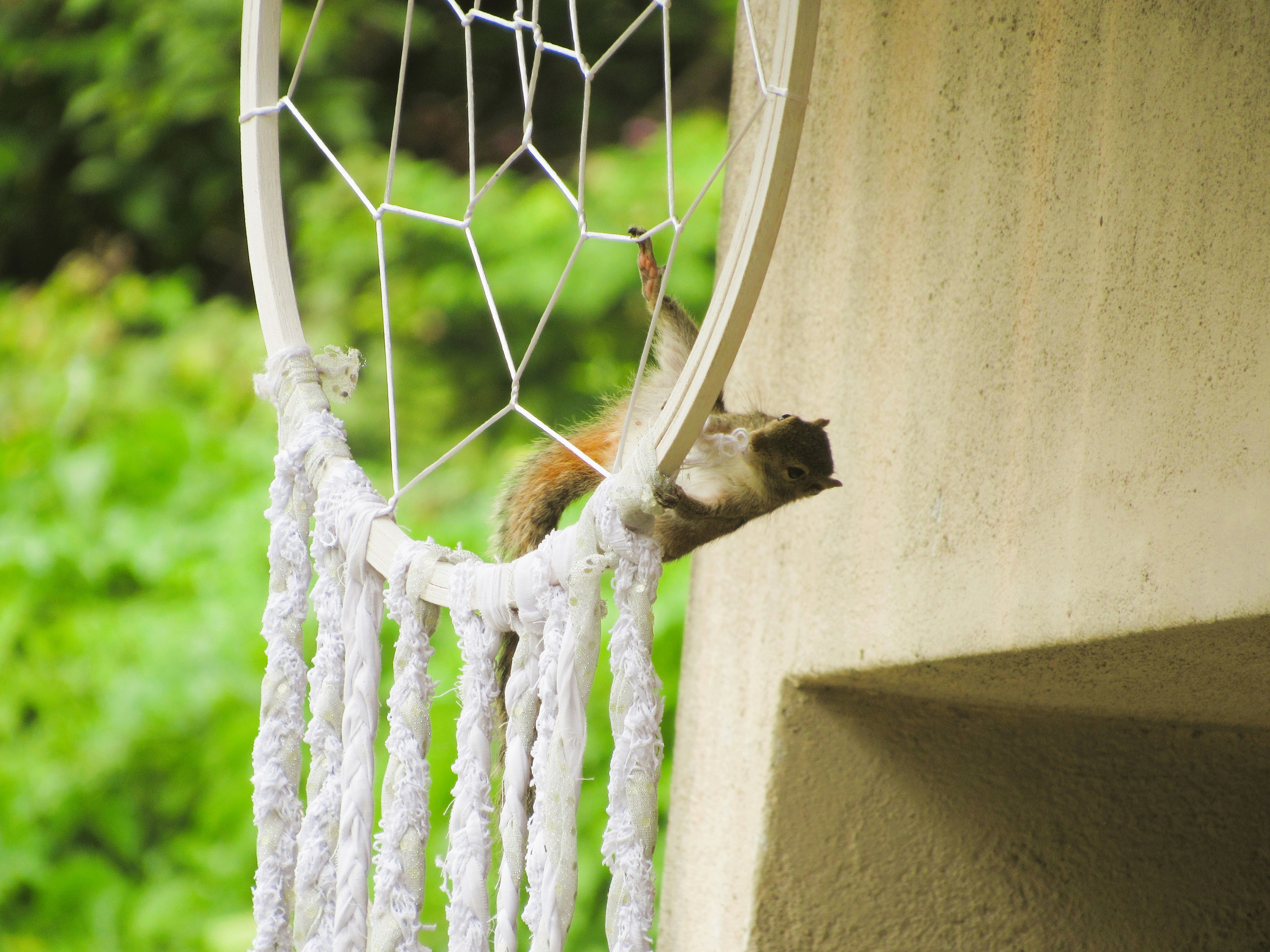 Edgewalker Squirrel on a Dream-Catcher Rope by a Sunlit Concrete Pillar