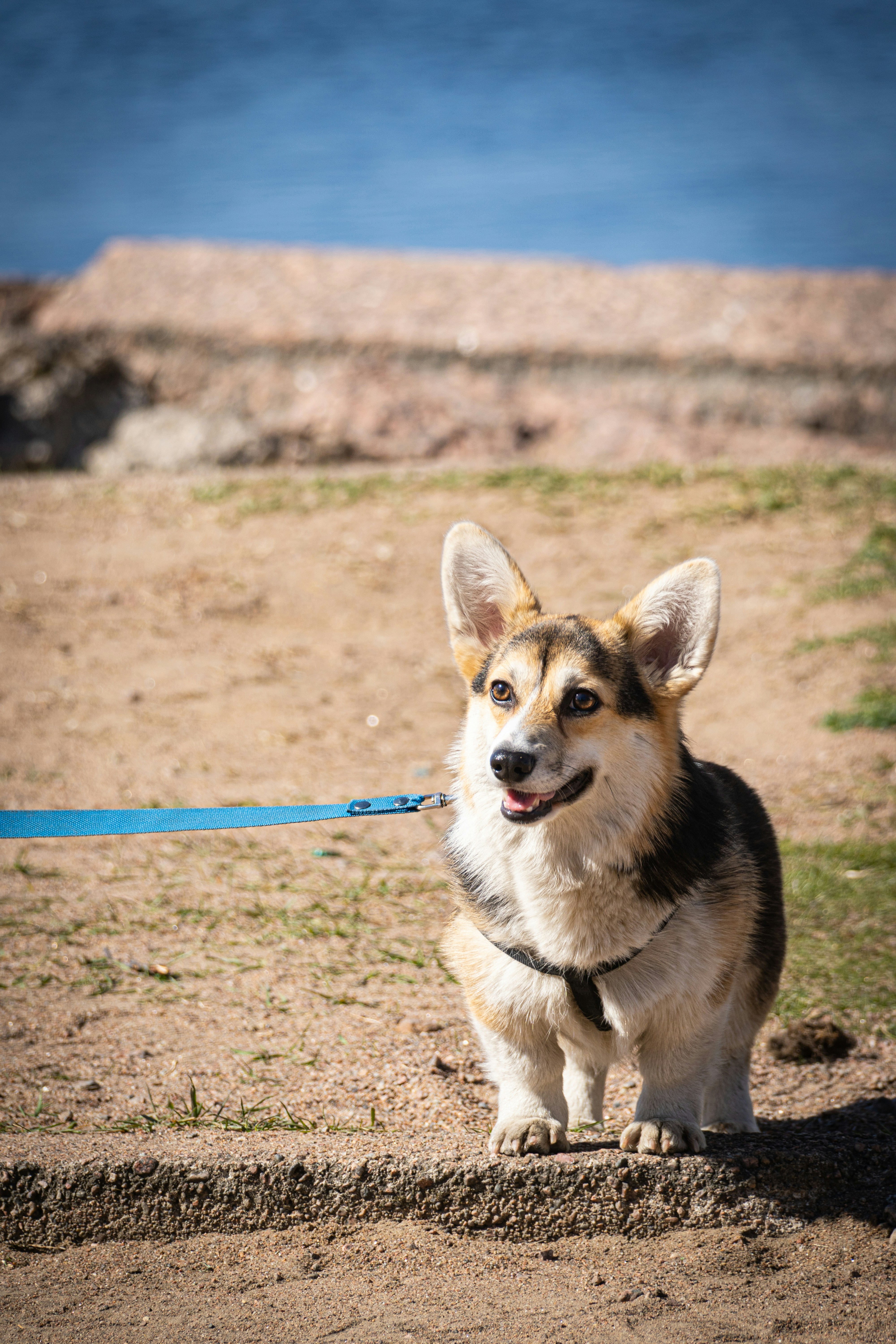 Joyful Corgi on a Sunny Stroll