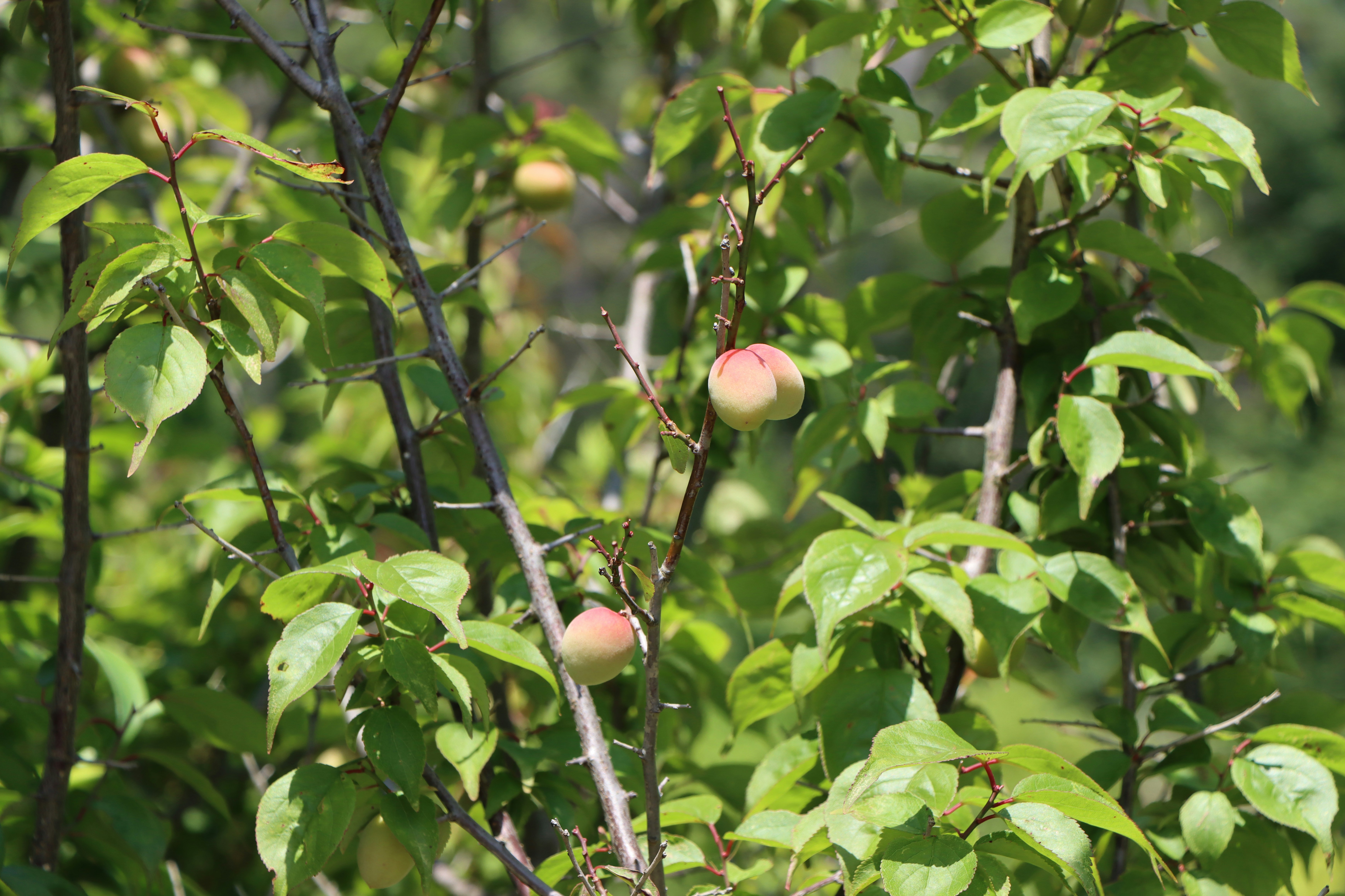 In South Korea, we call green plums, 'maesil.'
You can take use green plums in a various ways.
For example, you can make juice, side dishes, put it in food, etc.
But my favorite is green plum ade! :)
So yummy!