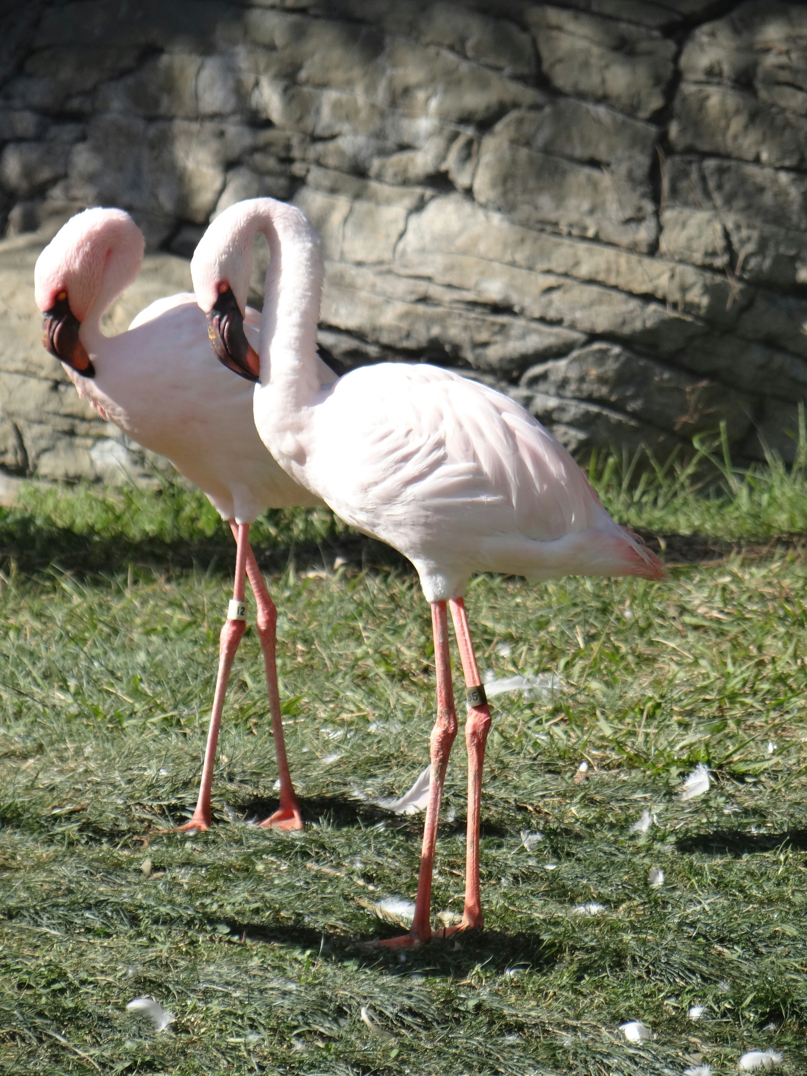 Two flamingos standing gracefully on a grassy area, with one bending its neck in a serene pose. The textured stone backdrop adds depth to the scene.