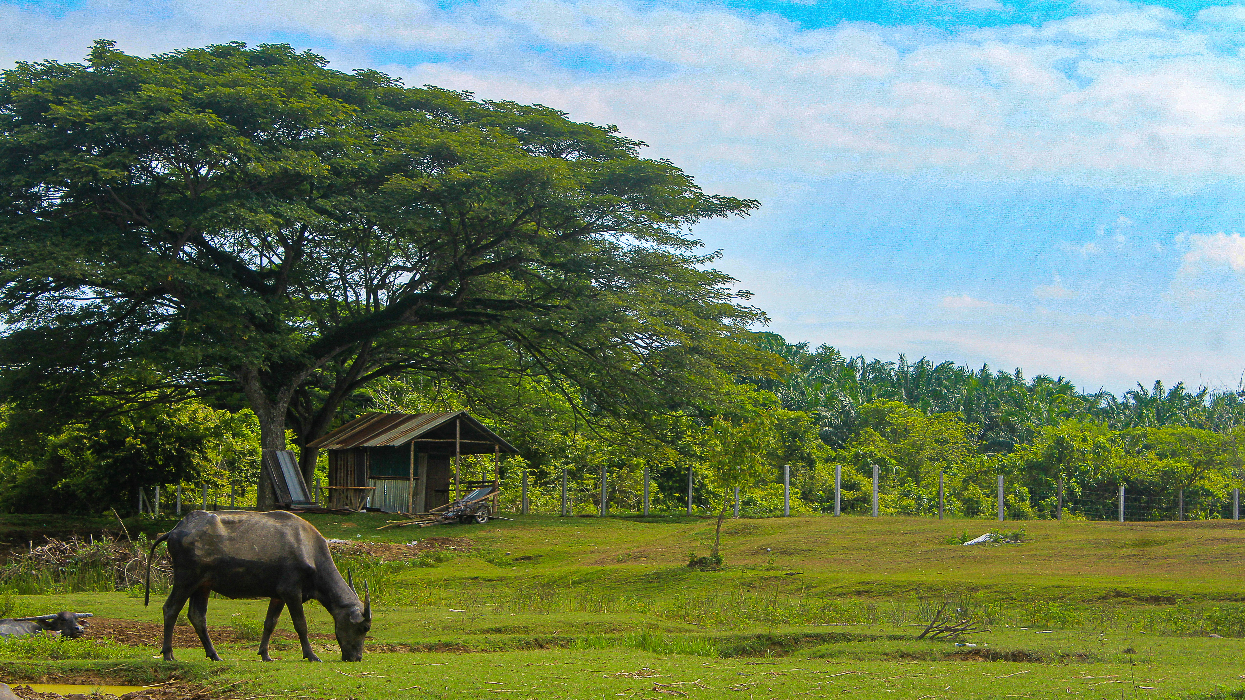 Grazing buffalo beneath a large tree with a rustic wooden hut in the background and a vibrant blue sky.
