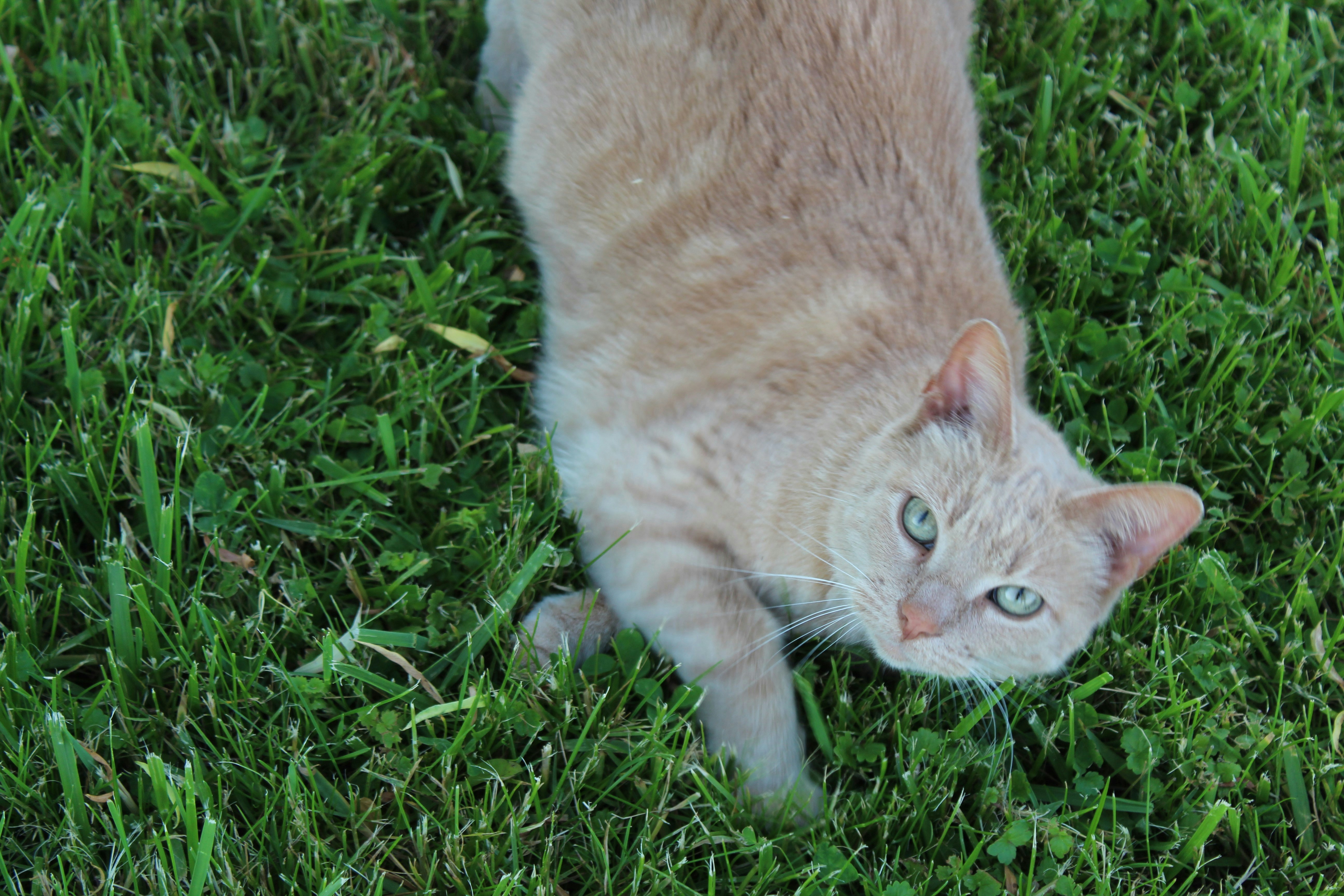 Cat Laying Pictures | Download Free Images on Unsplash