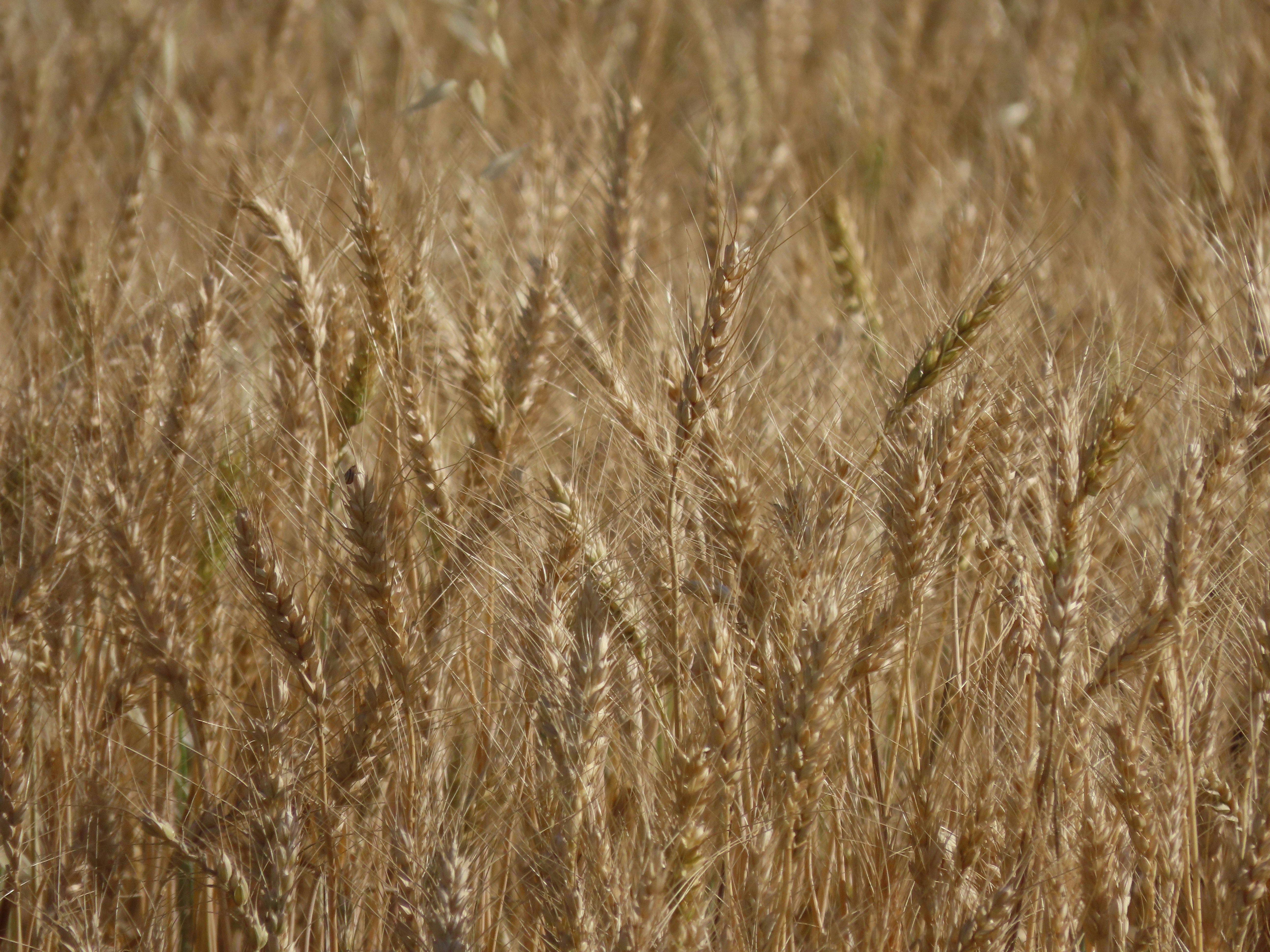 Amber Threads: Close-Up Portrait of a Golden Prairie