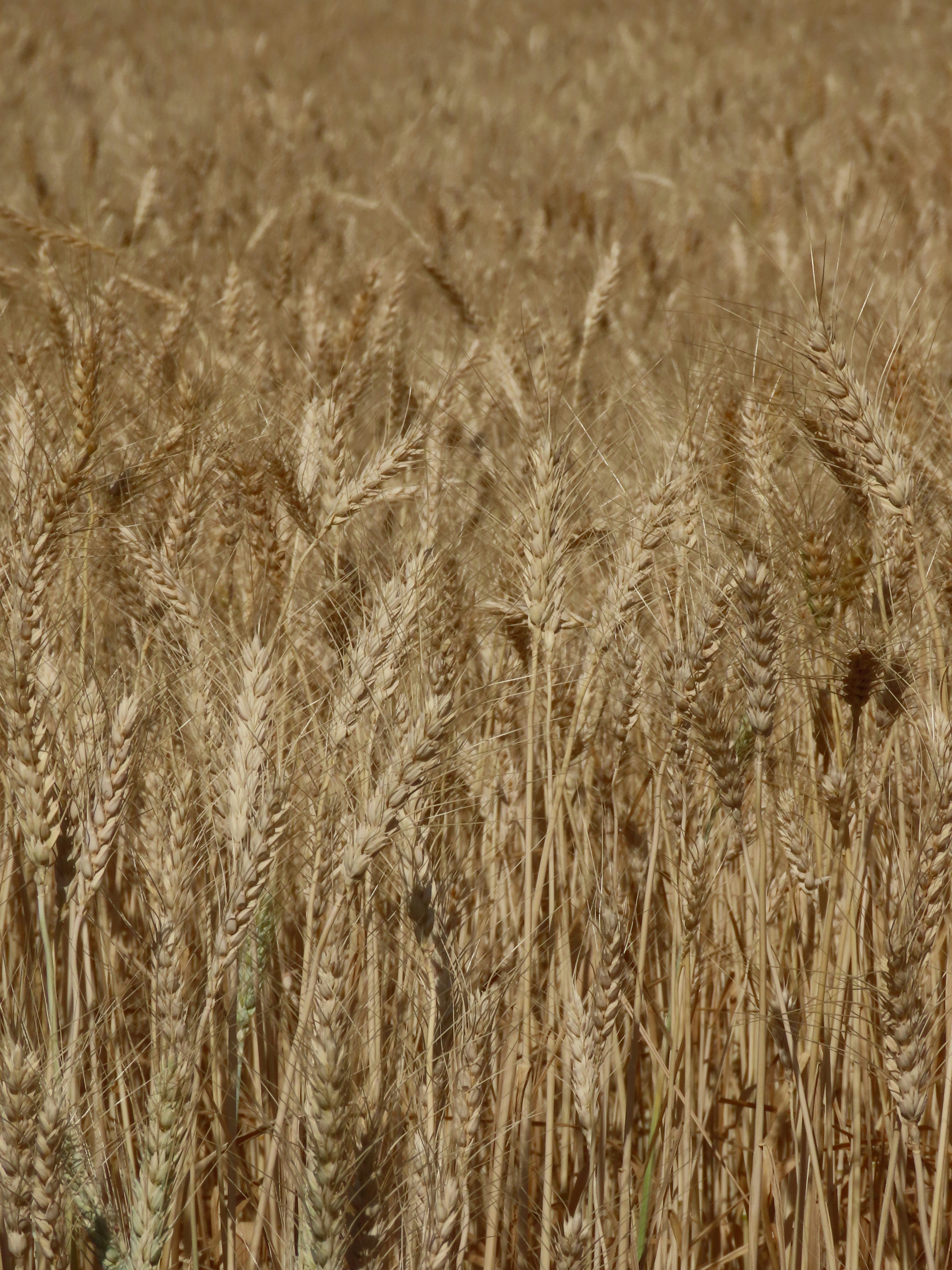 Amber Tapestry: Close-Up of Golden Wheat in a Summer Field
