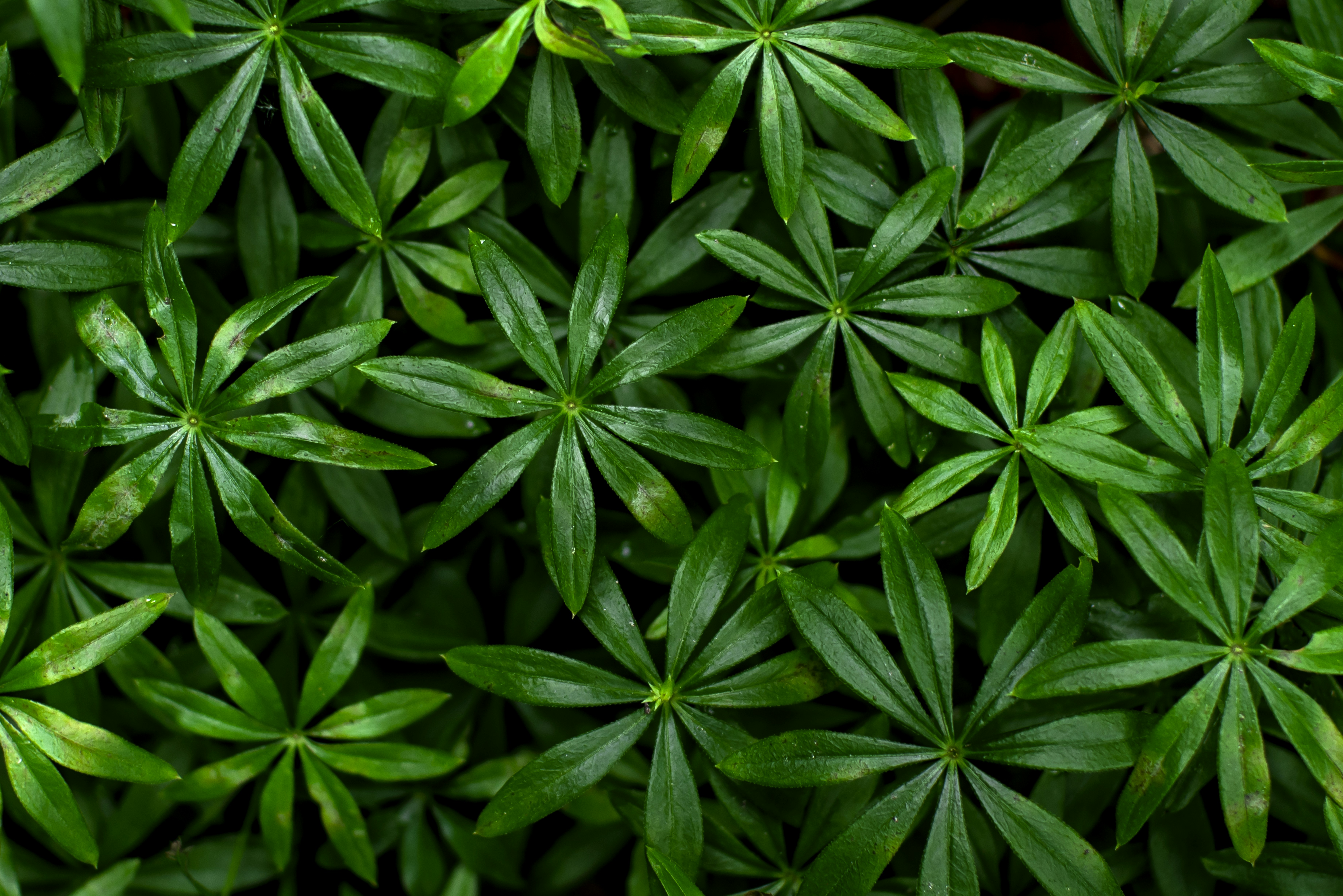 Emerald Starfield: Close-Up of Palmate Green Leaves Forming a Geometric Canopy
