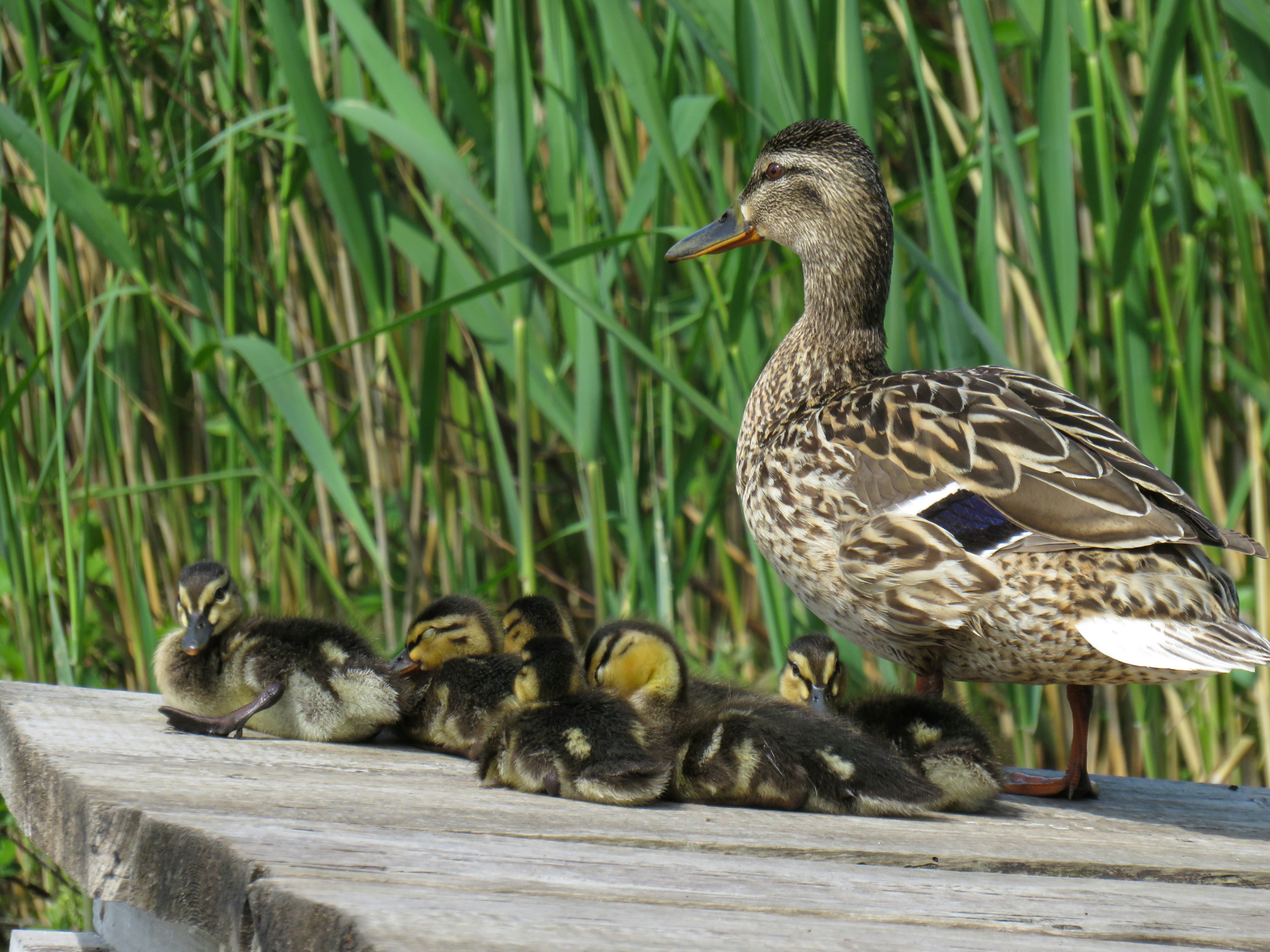 Un canard avec ses canetons photo – Photo Animal Gratuite sur Unsplash