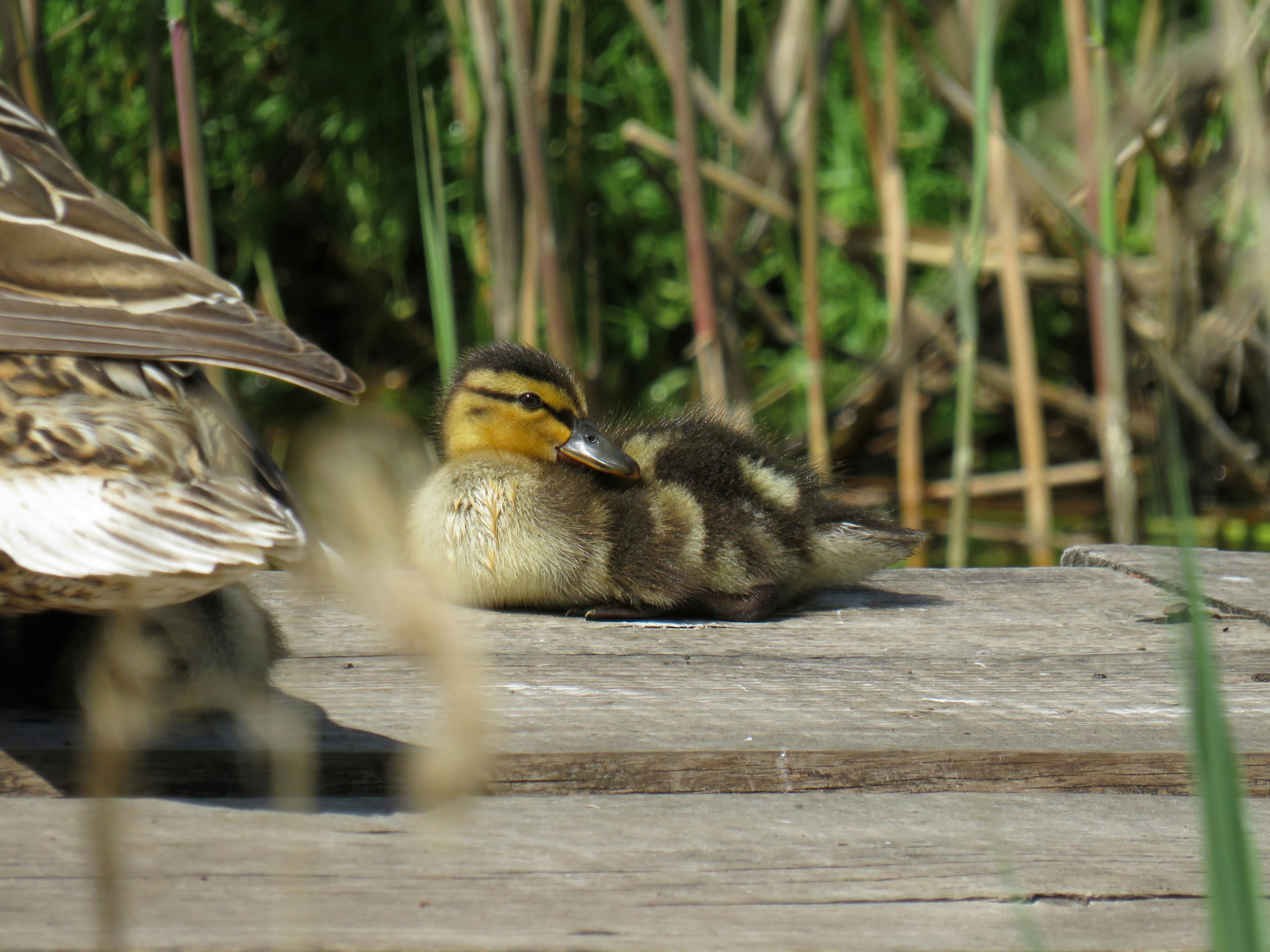 Silent Doze by the Dock: Mallard Duckling Naps Beside Mother's Shadow on Weathered Wood