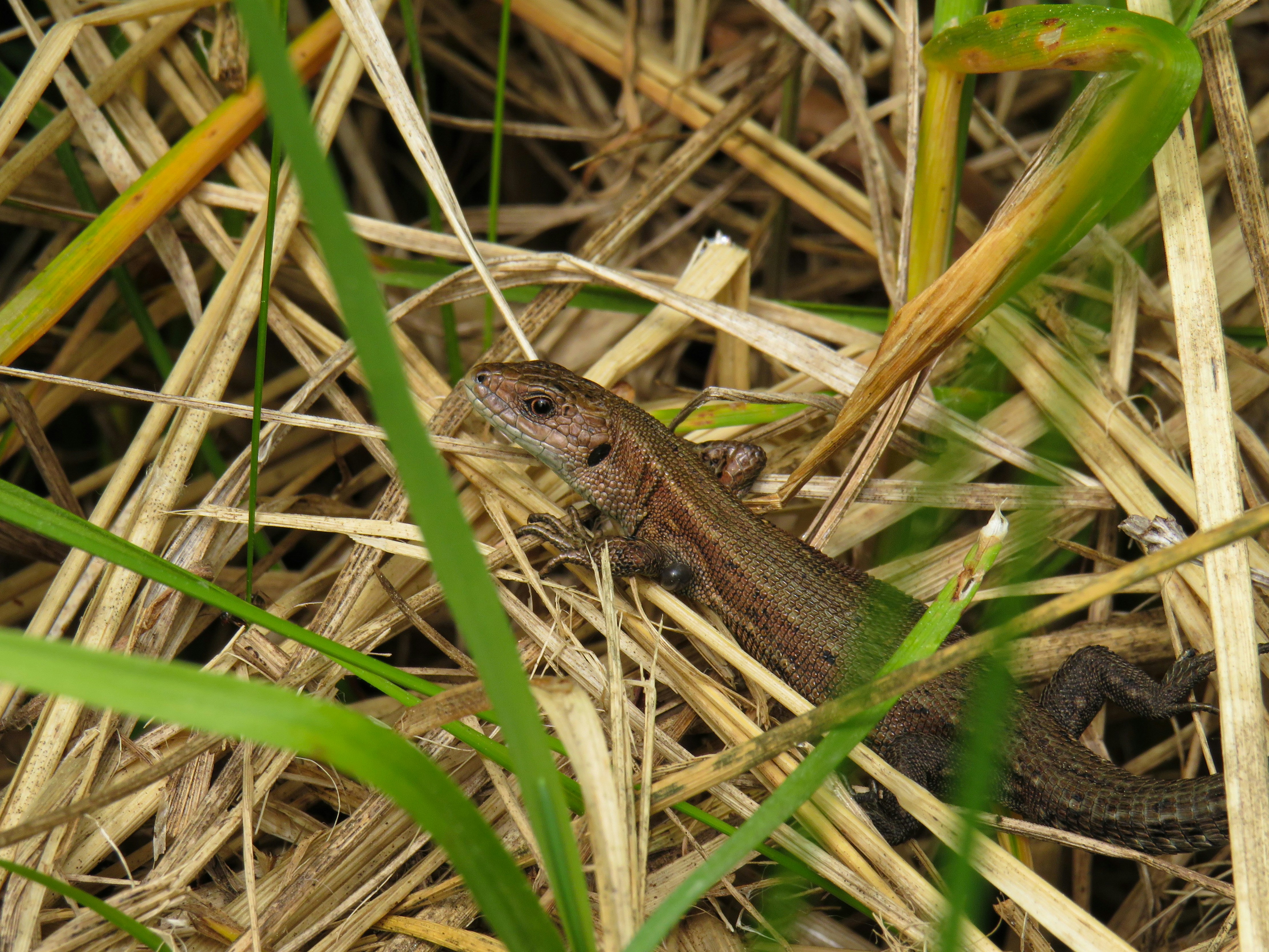 Camouflaged Lizard in a Tangle of Golden Grass
