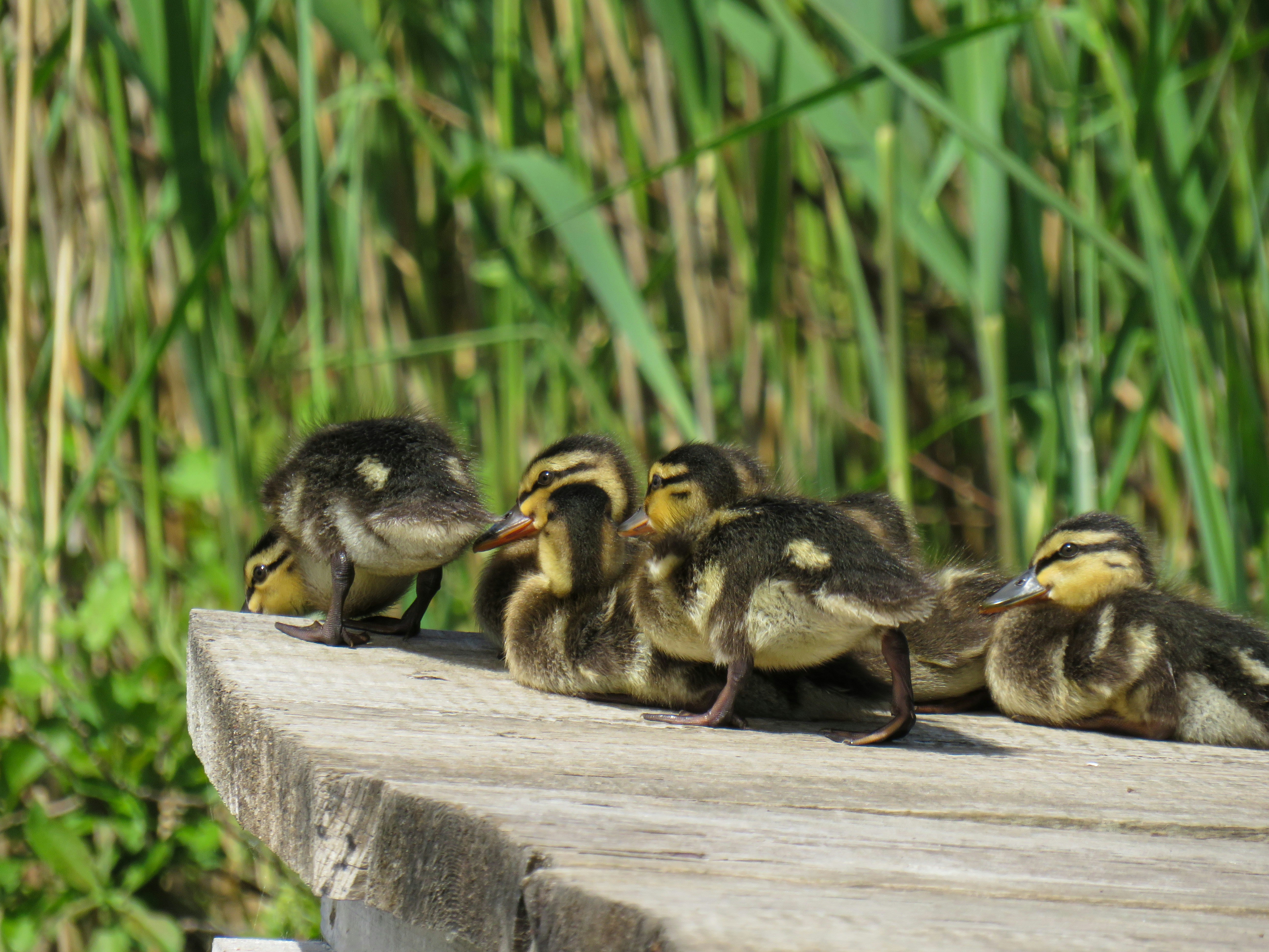 Sample photo from Canon PowerShot SX540 HS