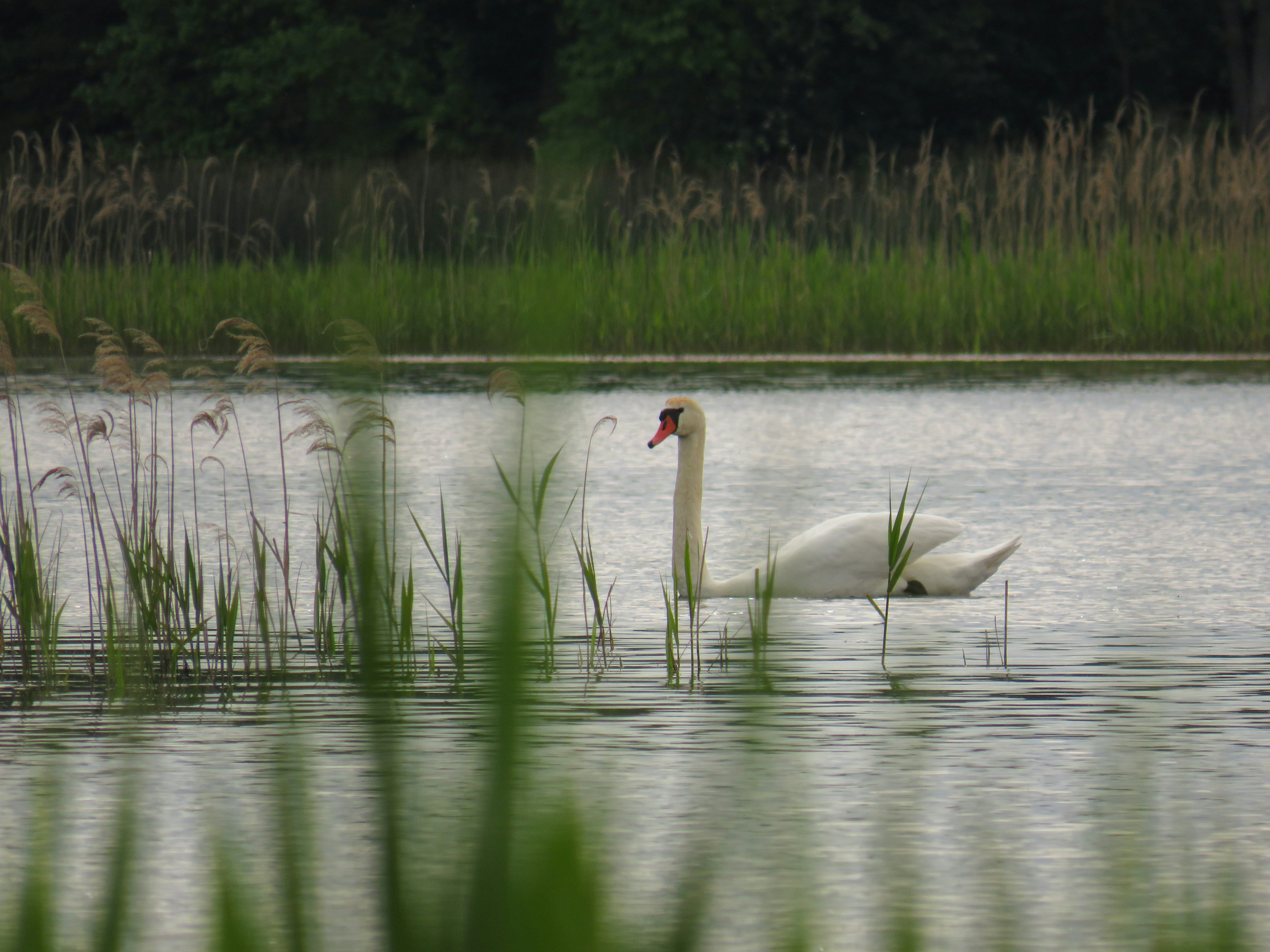 A lone swan glides through tranquil waters, framed by lush green reeds and soft reflections. The scene captures a moment of peace in nature.