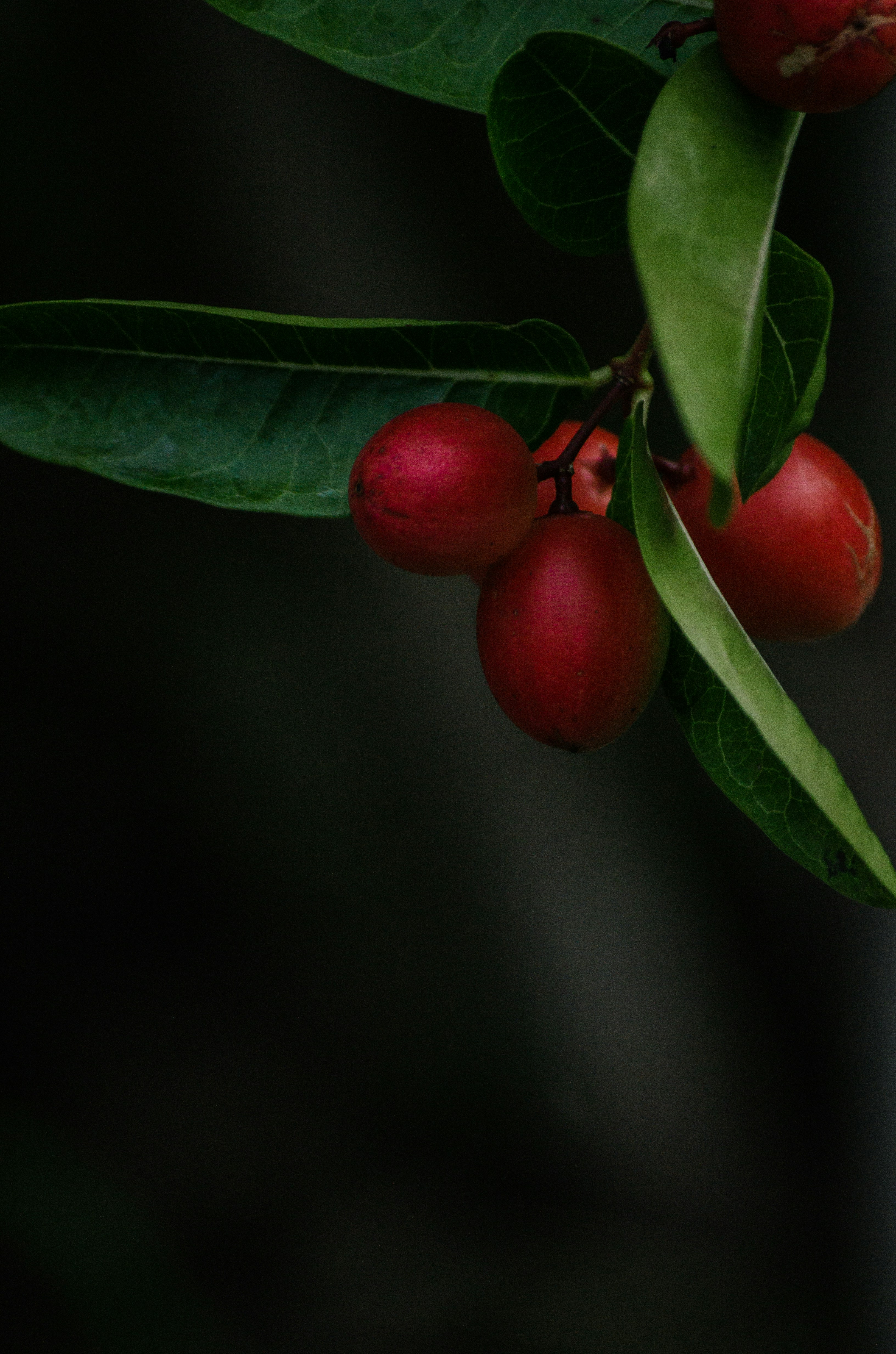 Cluster of vibrant red berries nestled among lush green leaves in a dimly lit forest. The contrast highlights their natural beauty.