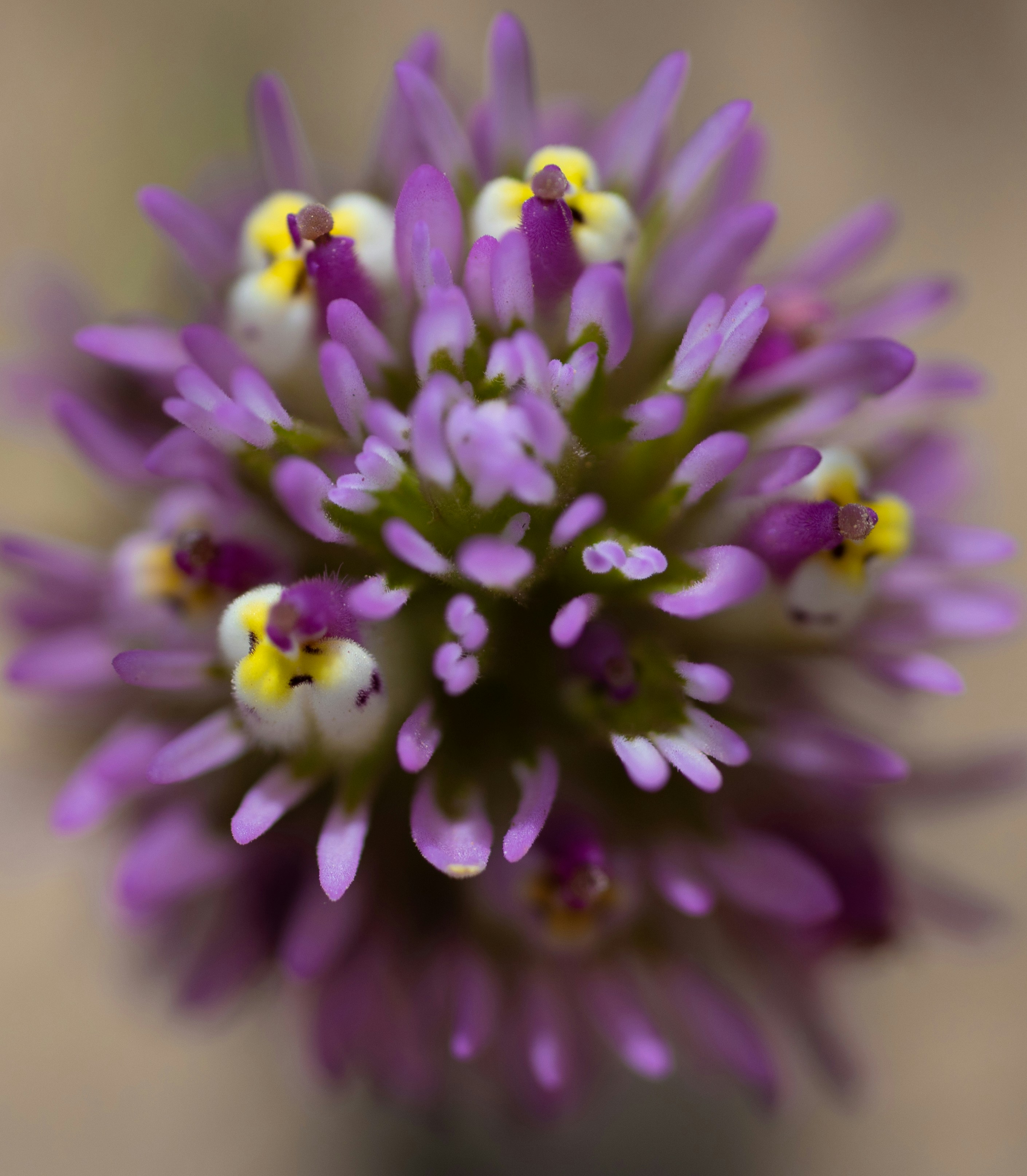 a close up of a purple flower