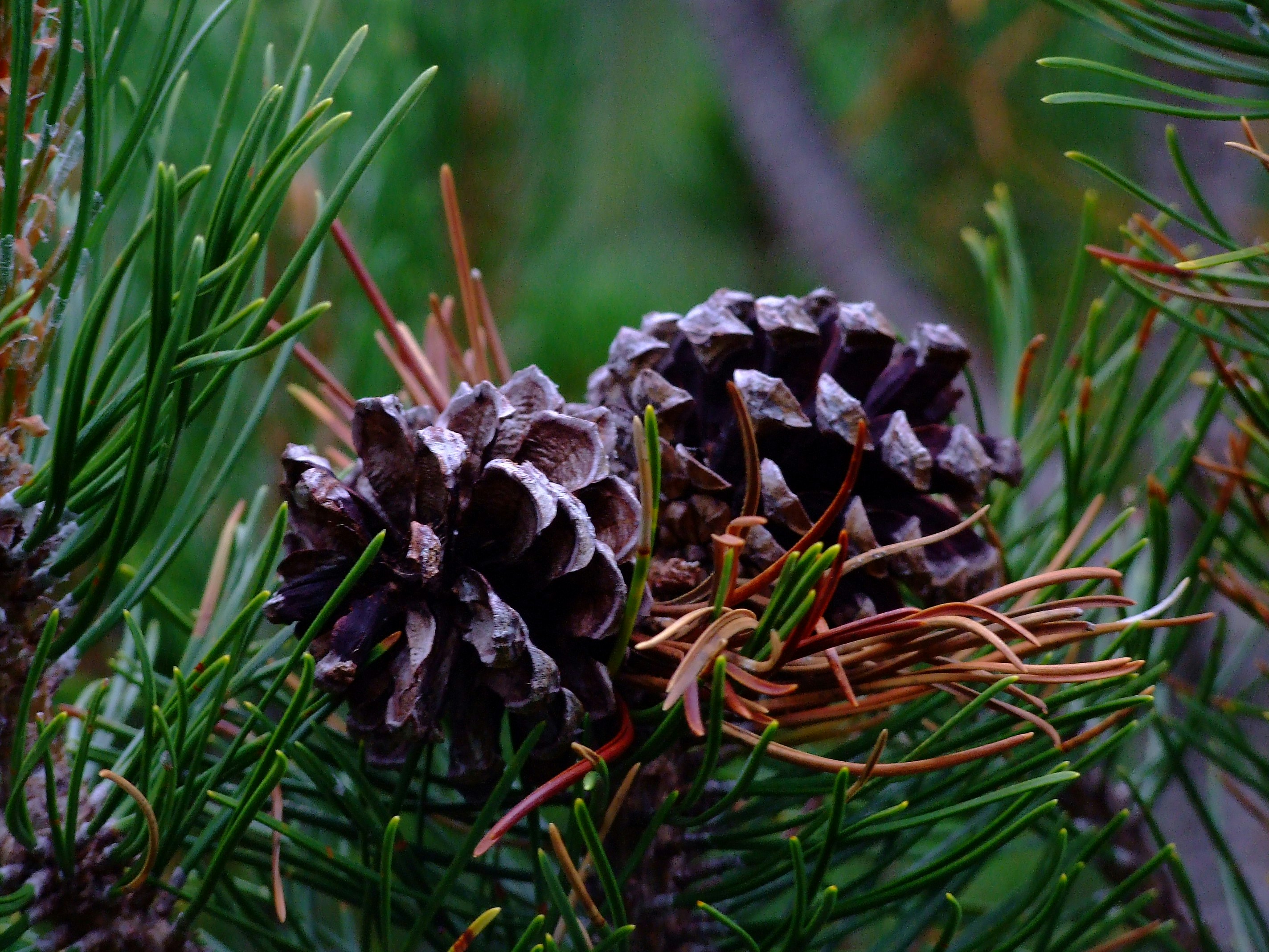 Two pine cones nestled among vibrant green needles, showcasing intricate textures and earthy tones.