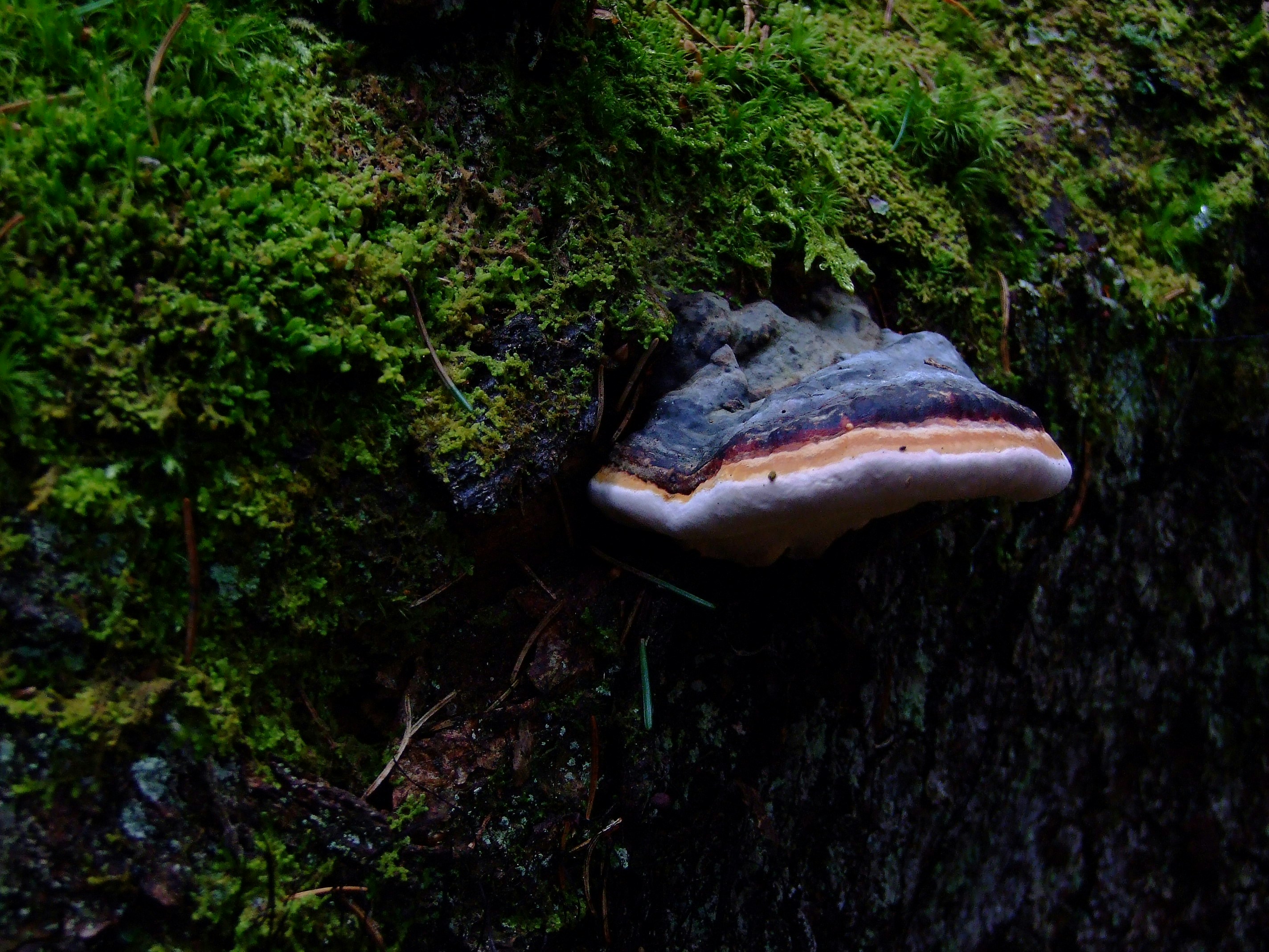 Moss-Cedared Shelf: A Tranquil Fungal Turret Emerges from the Forest Wall
