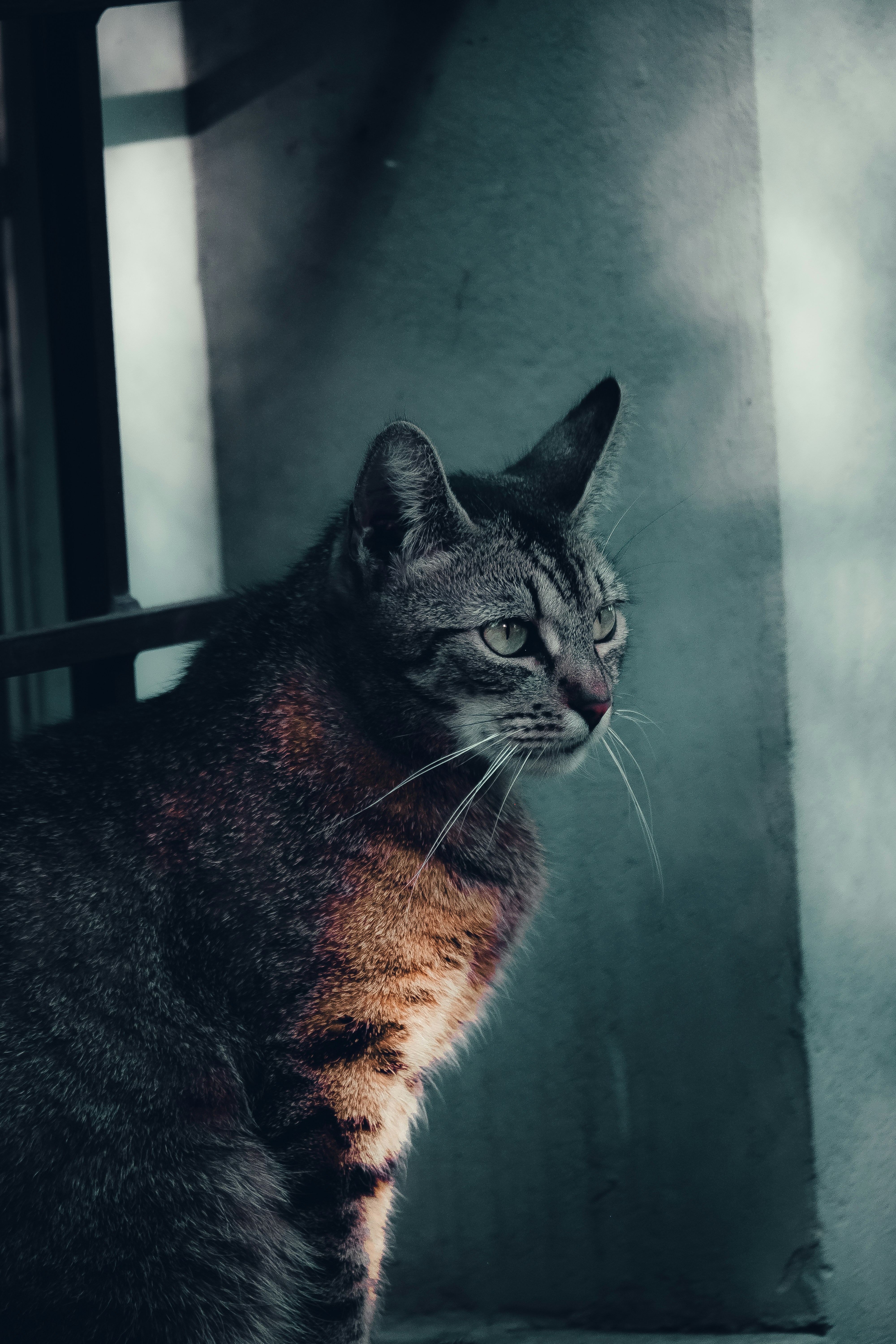 Tabby in Cool Light: Balcony Vigil