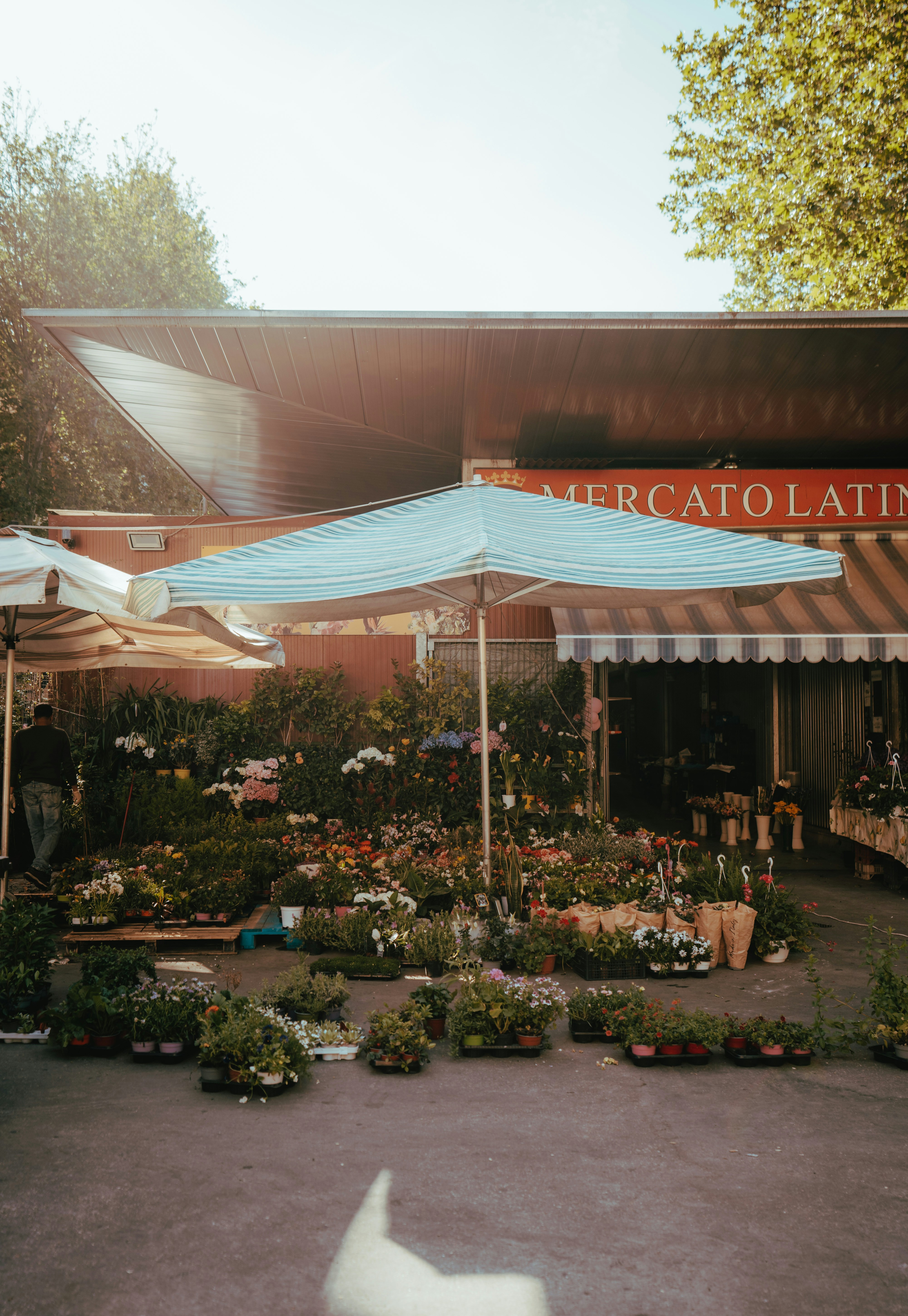 Market Morning Light on Flower Stalls under Striped Canopies