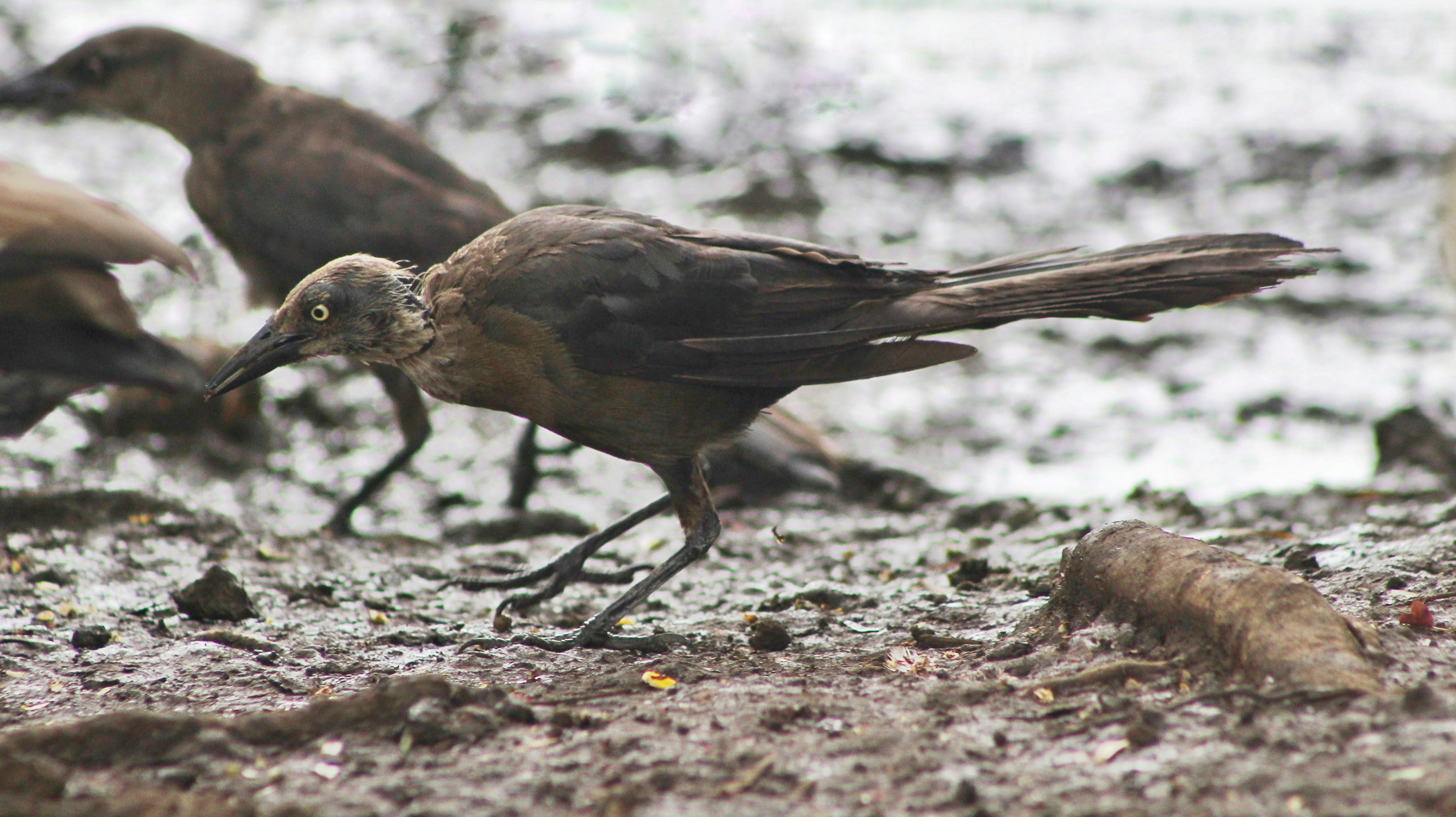 a bird of the genus Corvus, or more broadly a synonym for all of Corvus. Crows are generally black in colour.