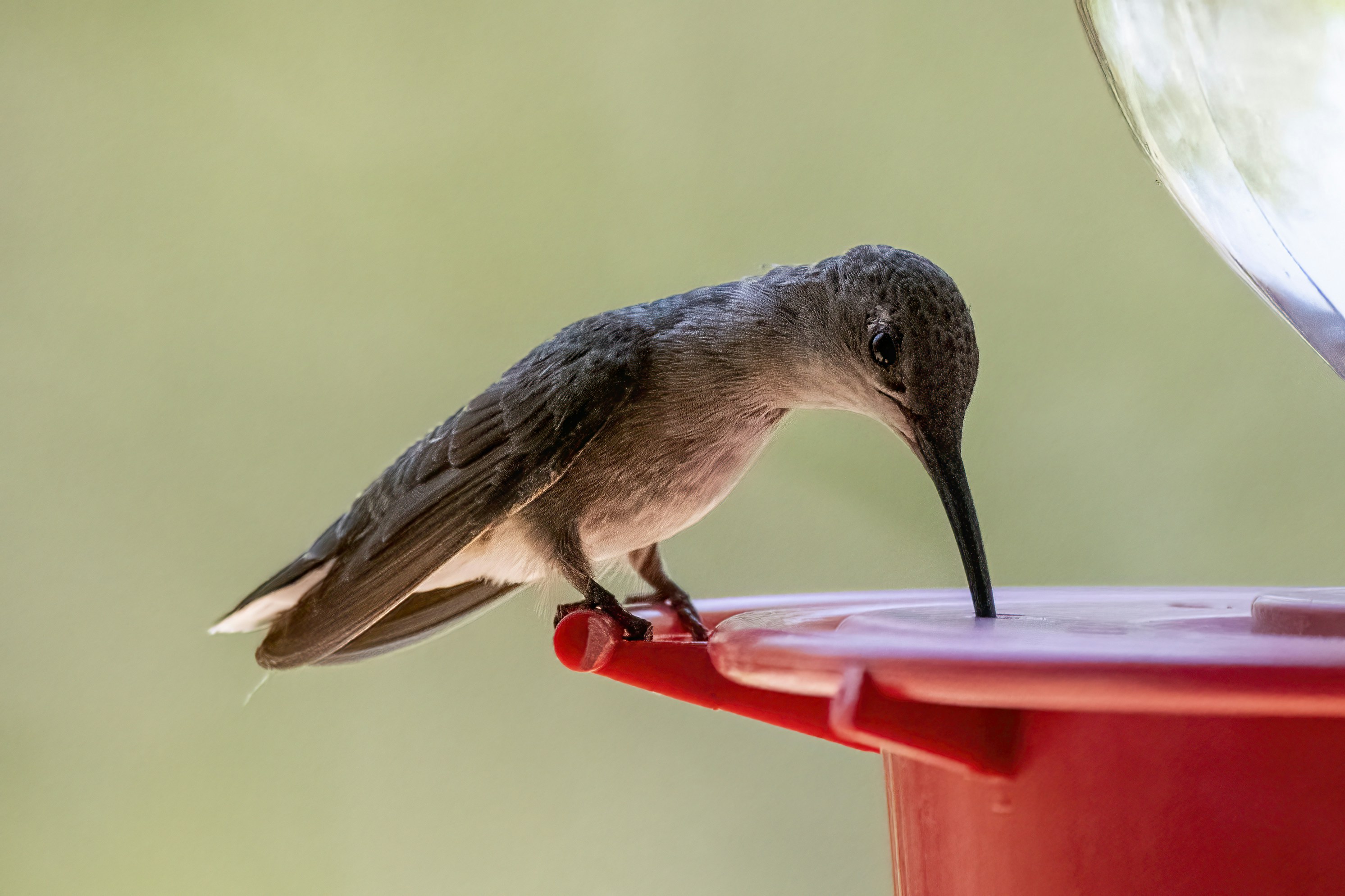 Hummingbird