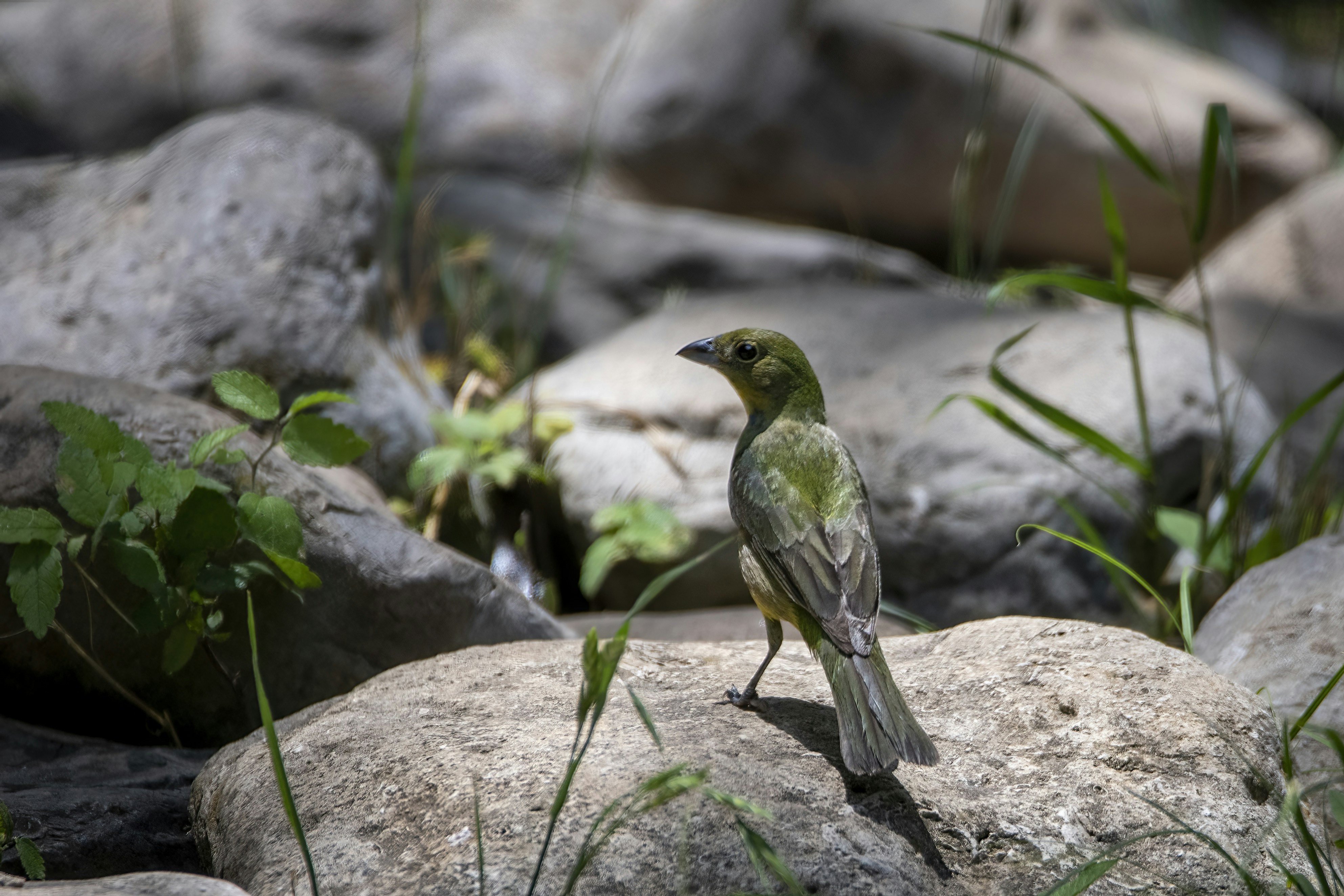 Green warbler perched among river rocks with cautious gaze