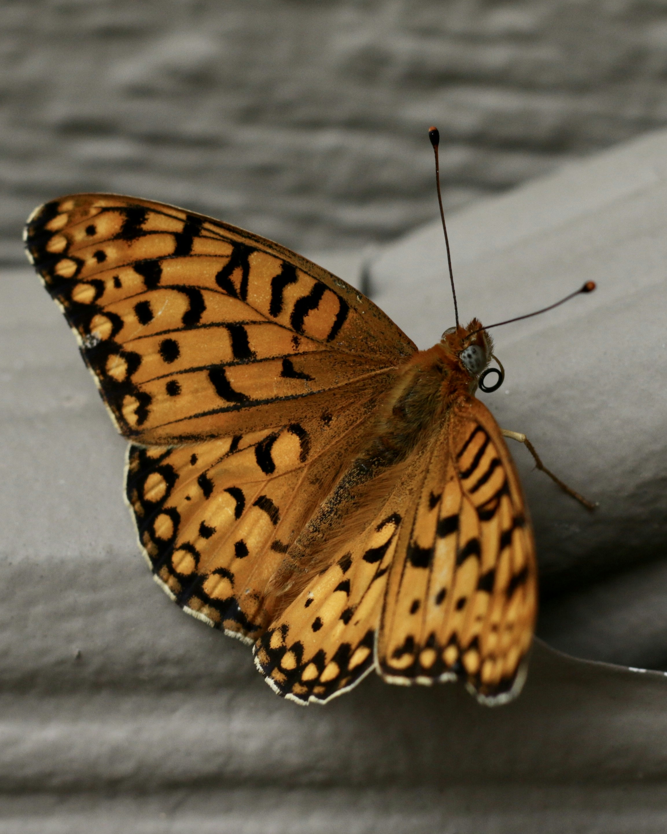 Orange Lacewing Butterfly Perched on a Concrete Rail