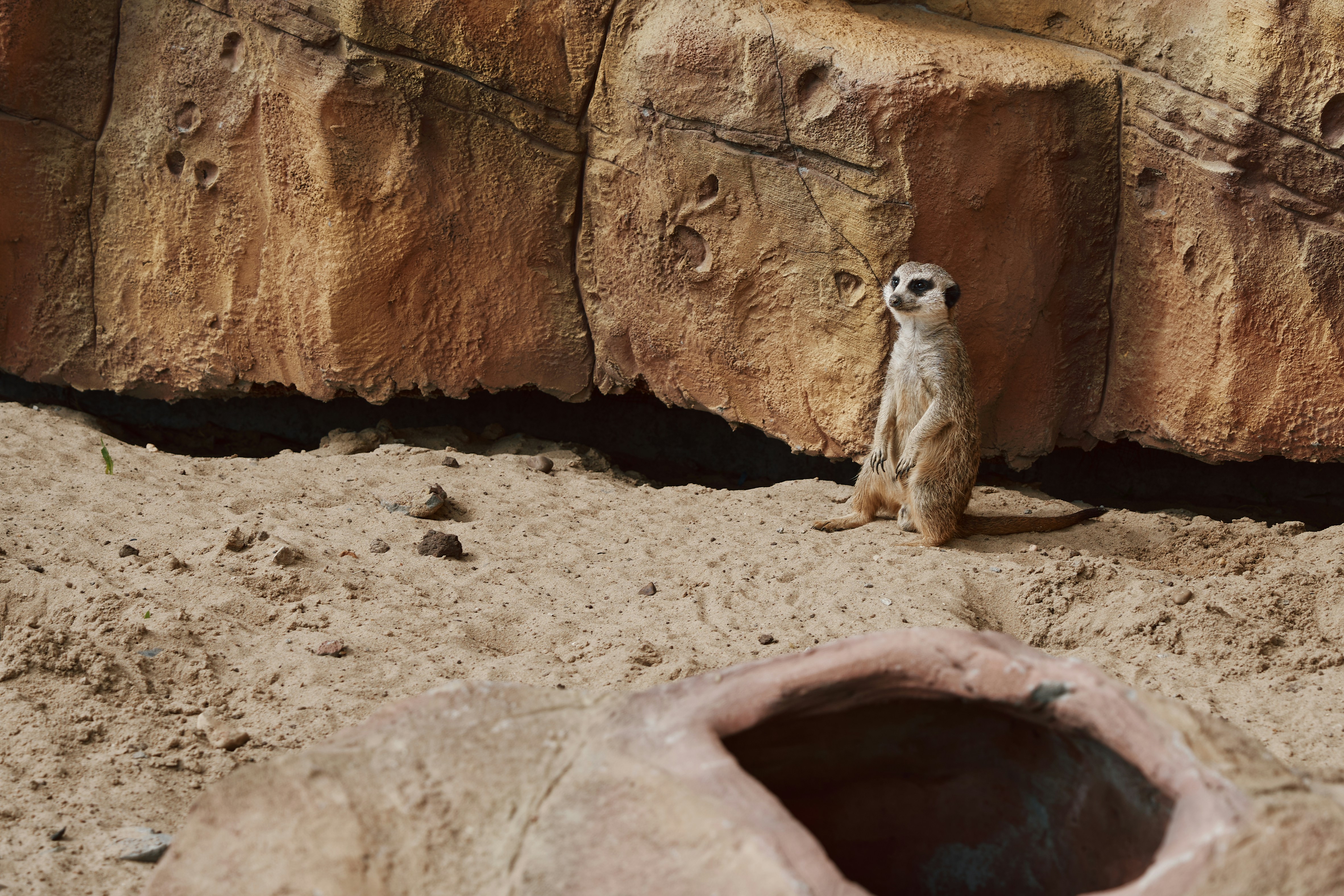 Watchful Stance: A Solo Meerkat Guards its Burrow